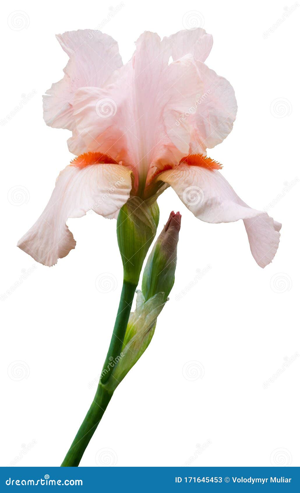 Pink Iris on a White Isolated Background_ Stock Image - Image of bright ...
