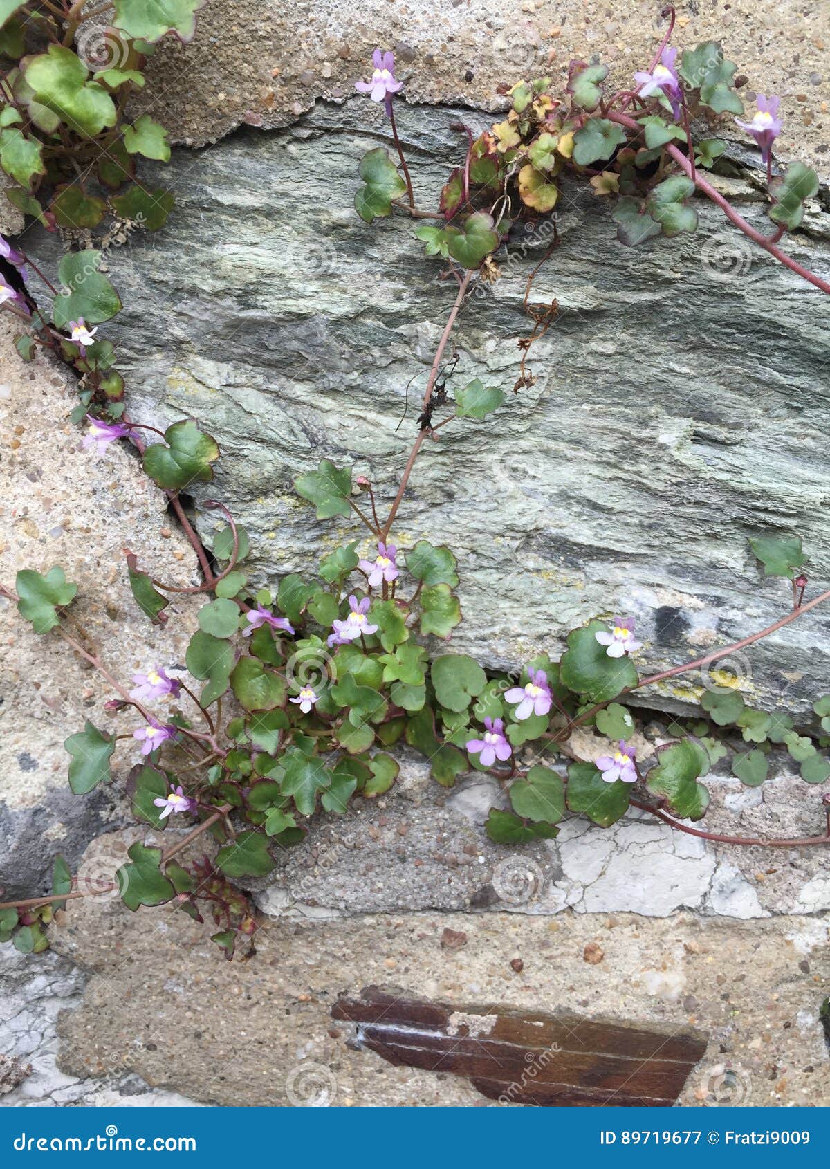 Pink ivy at wall stock image. Image of pink, wall, blossom - 89719677