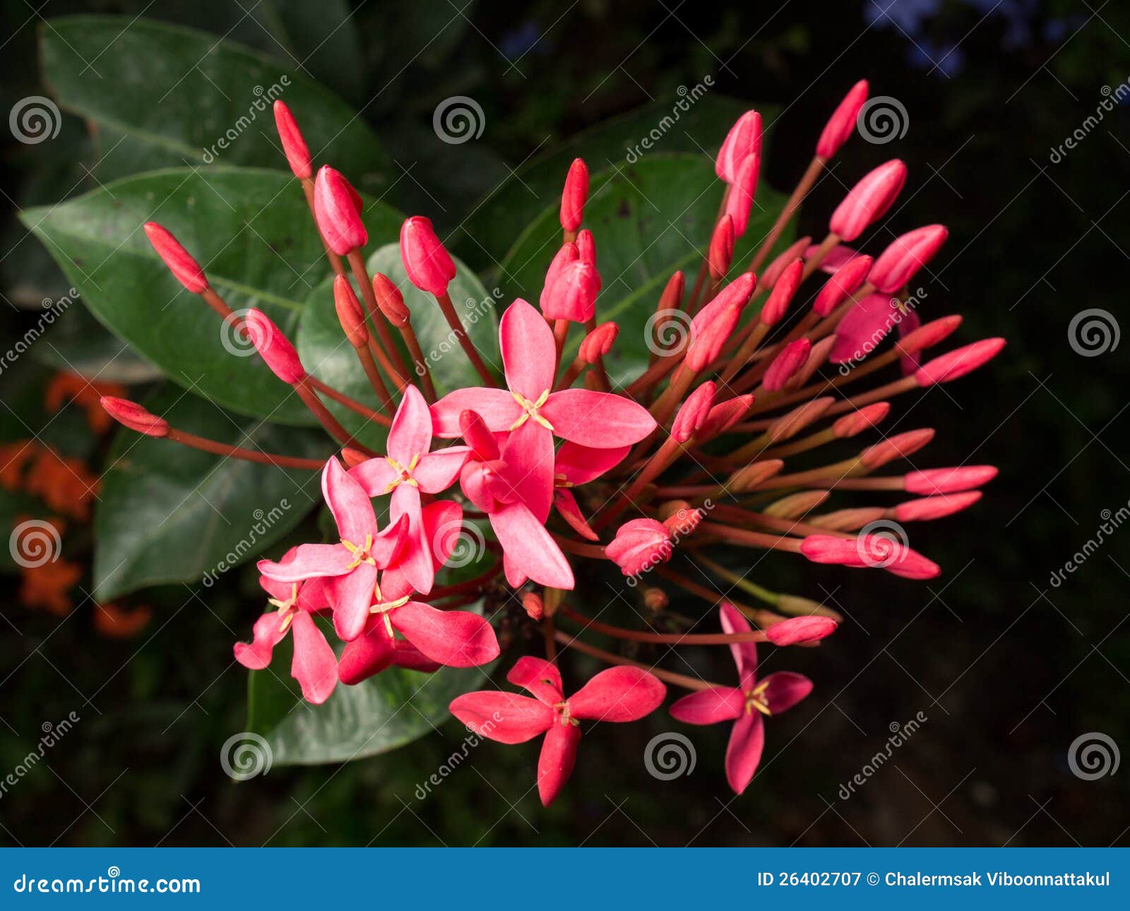 Pink Ixora coccinea flower stock image. Image of beauty - 26402707