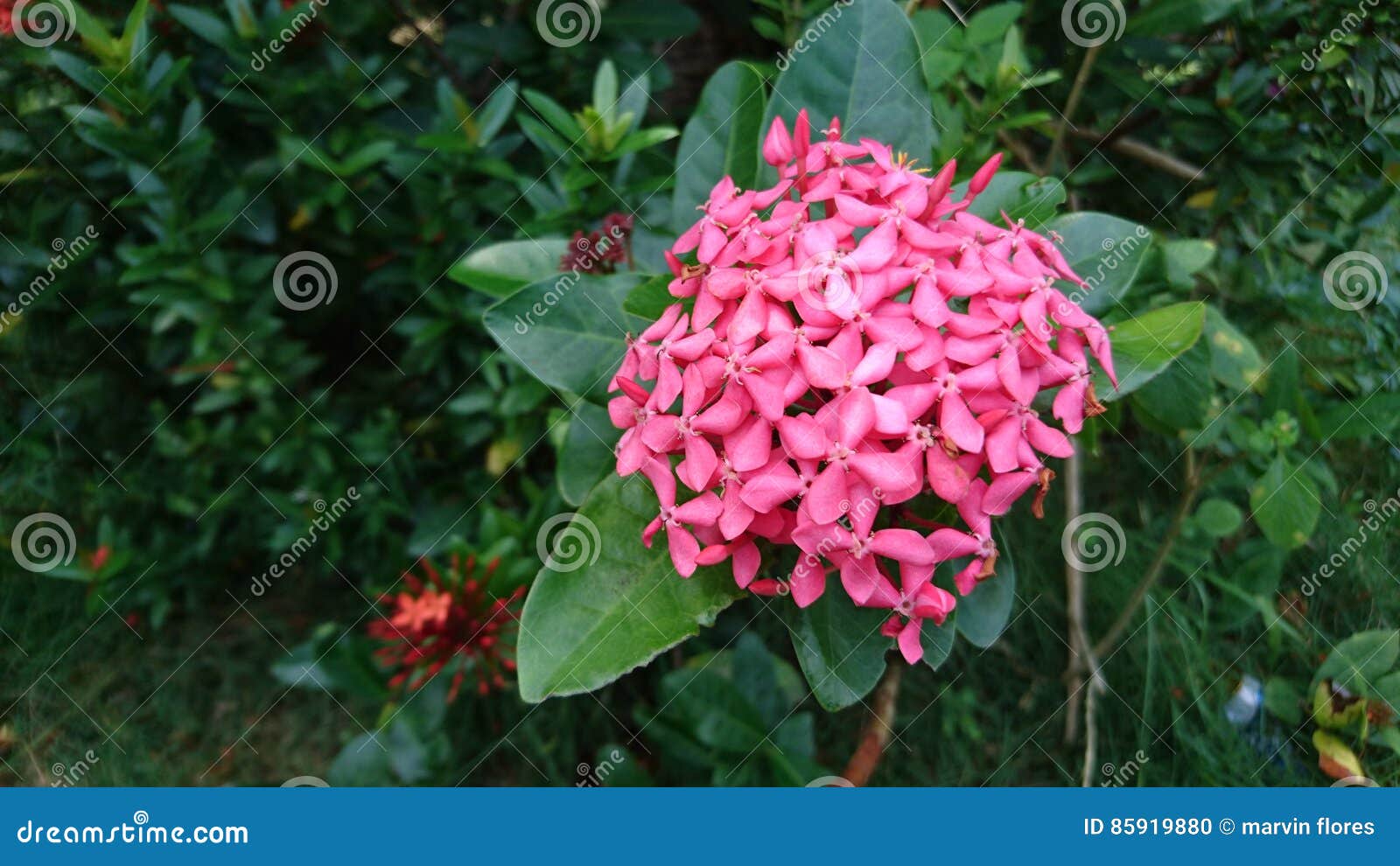 Pink ixora flower stock photo. Image of pink, jardin - 85919880