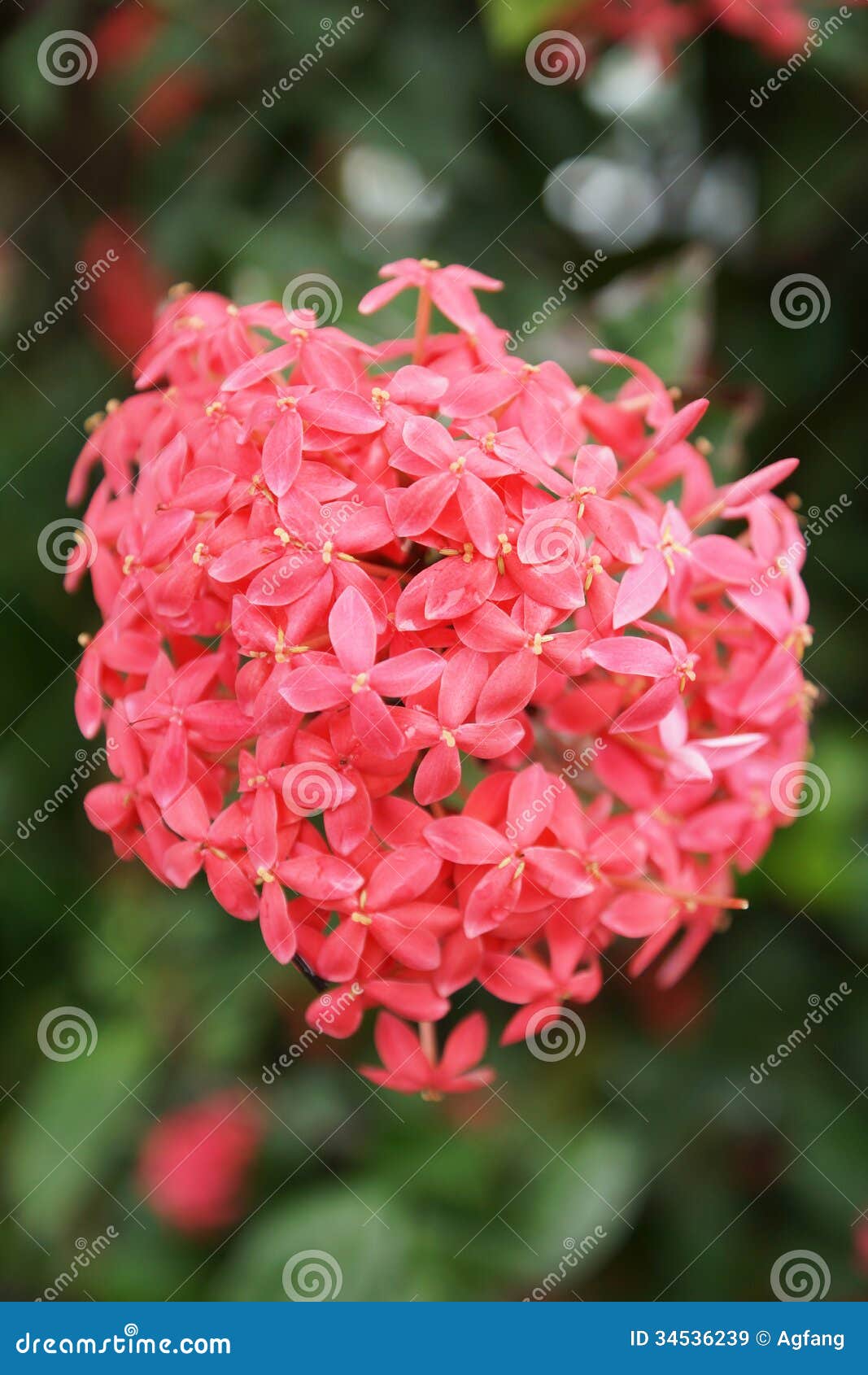 Pink ixora flower stock image. Image of chinensis, closeup - 34536239