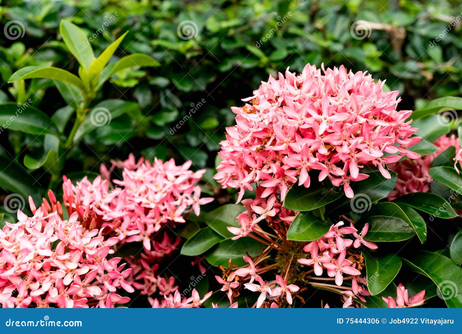 Pink Ixora stock photo. Image of flower, bloom, beauty - 75444306