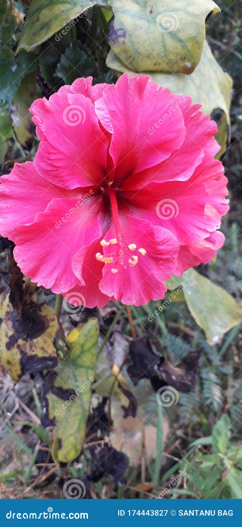 Pink Jaba Flower on Morning Stock Image - Image of nature, beautiful ...