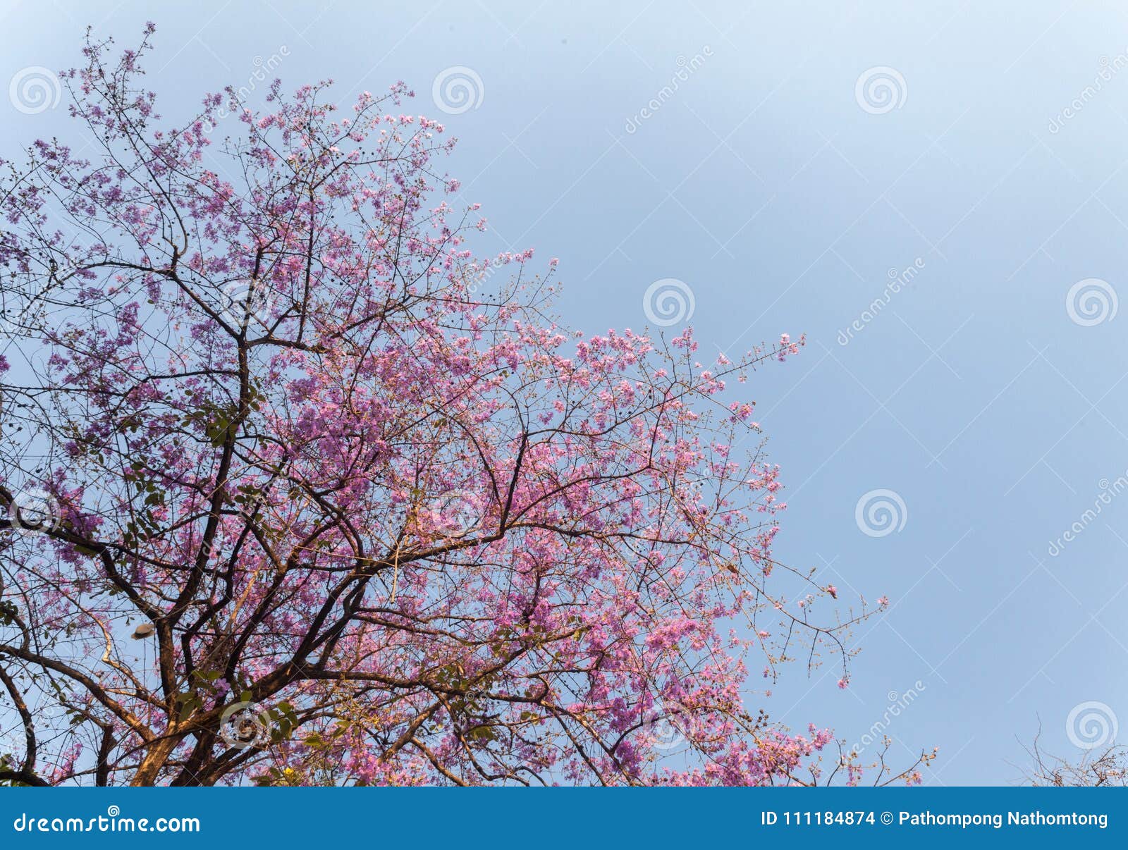 Pink Jacaranda violet tree stock photo. Image of bright - 111184874