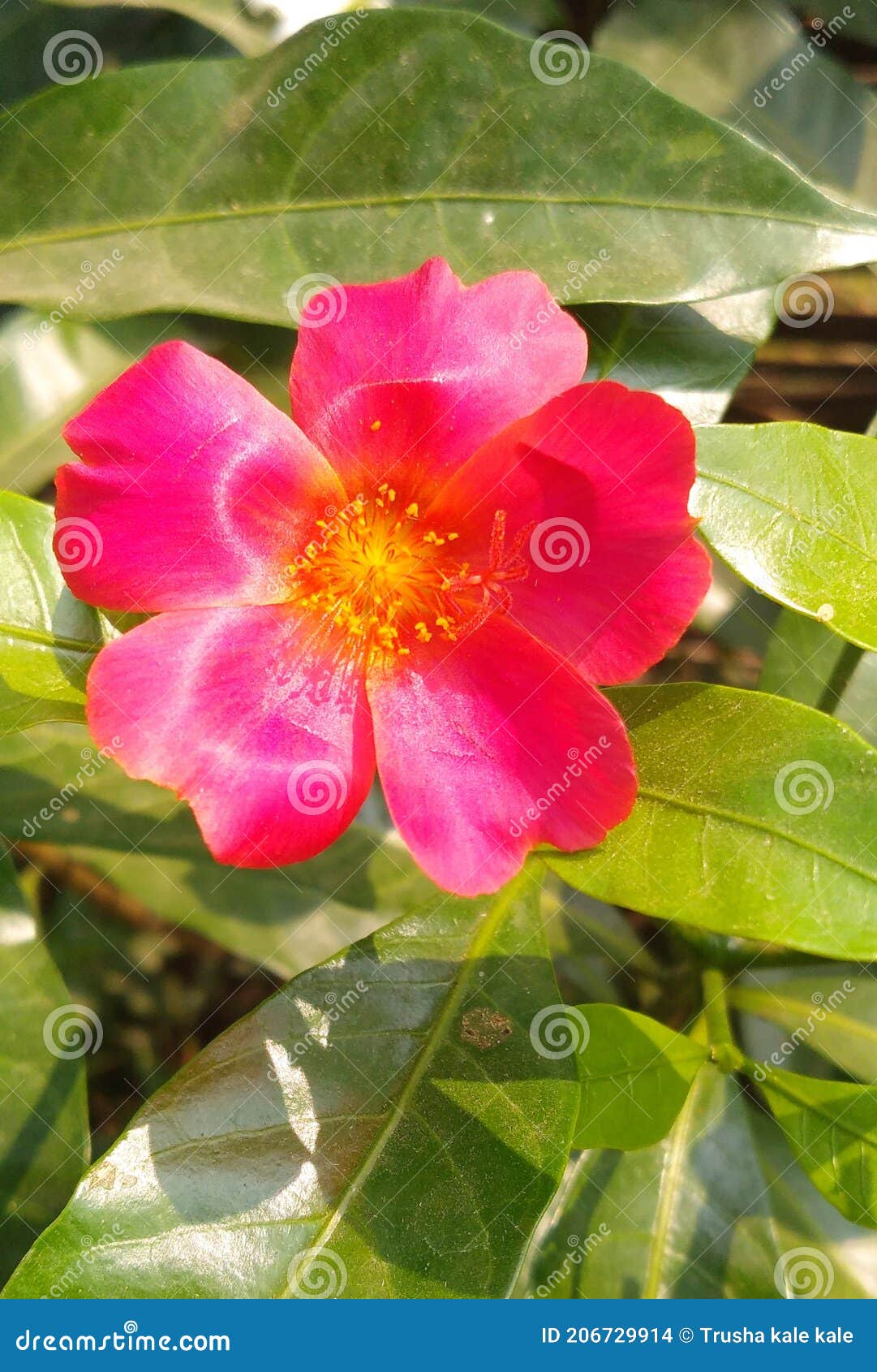 Pink Jali flower stock photo. Image of shrub, rose, tree - 206729914