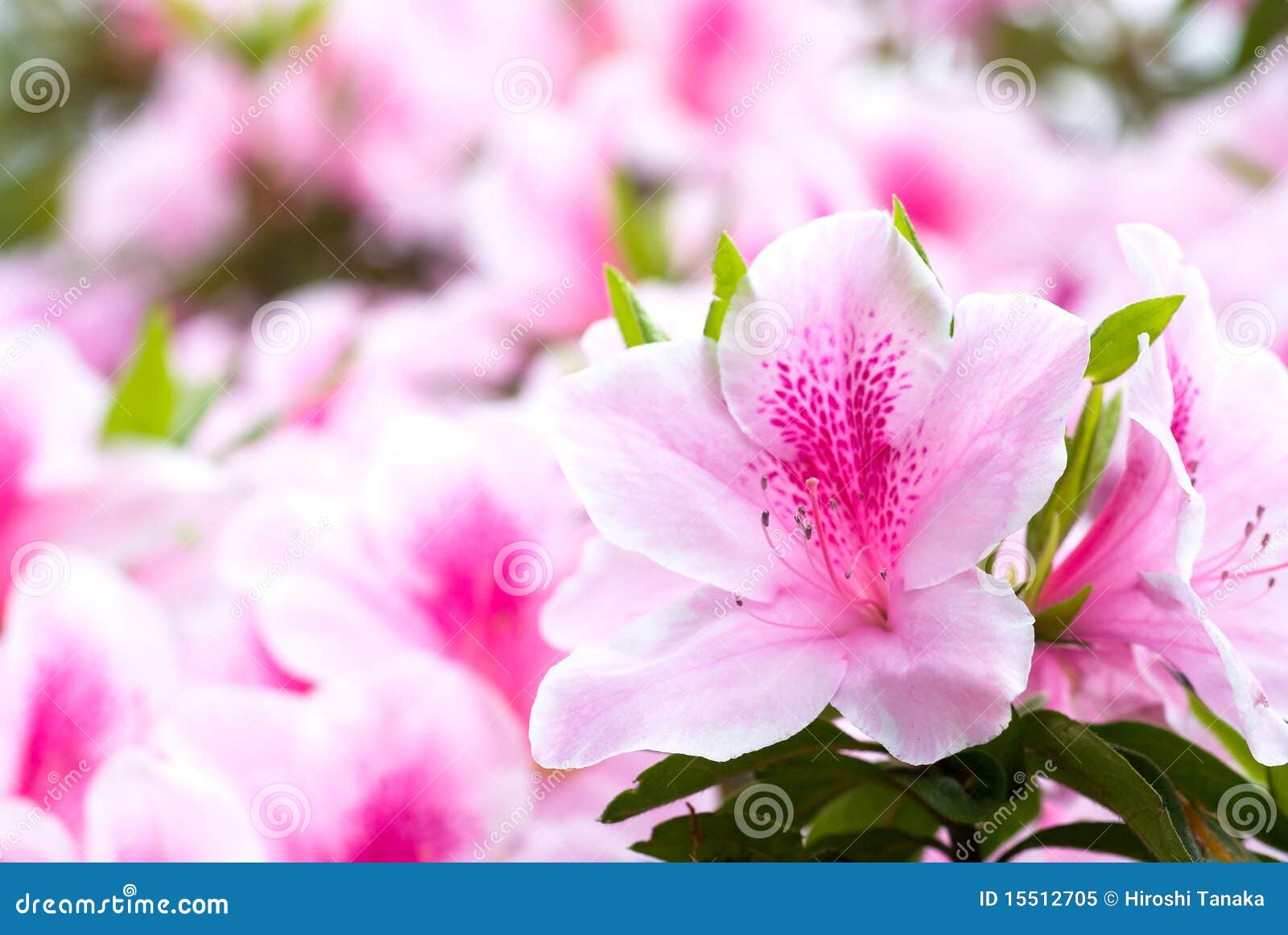 Japanese Azalea Of Plateau Stock Photography | CartoonDealer.com #31892012