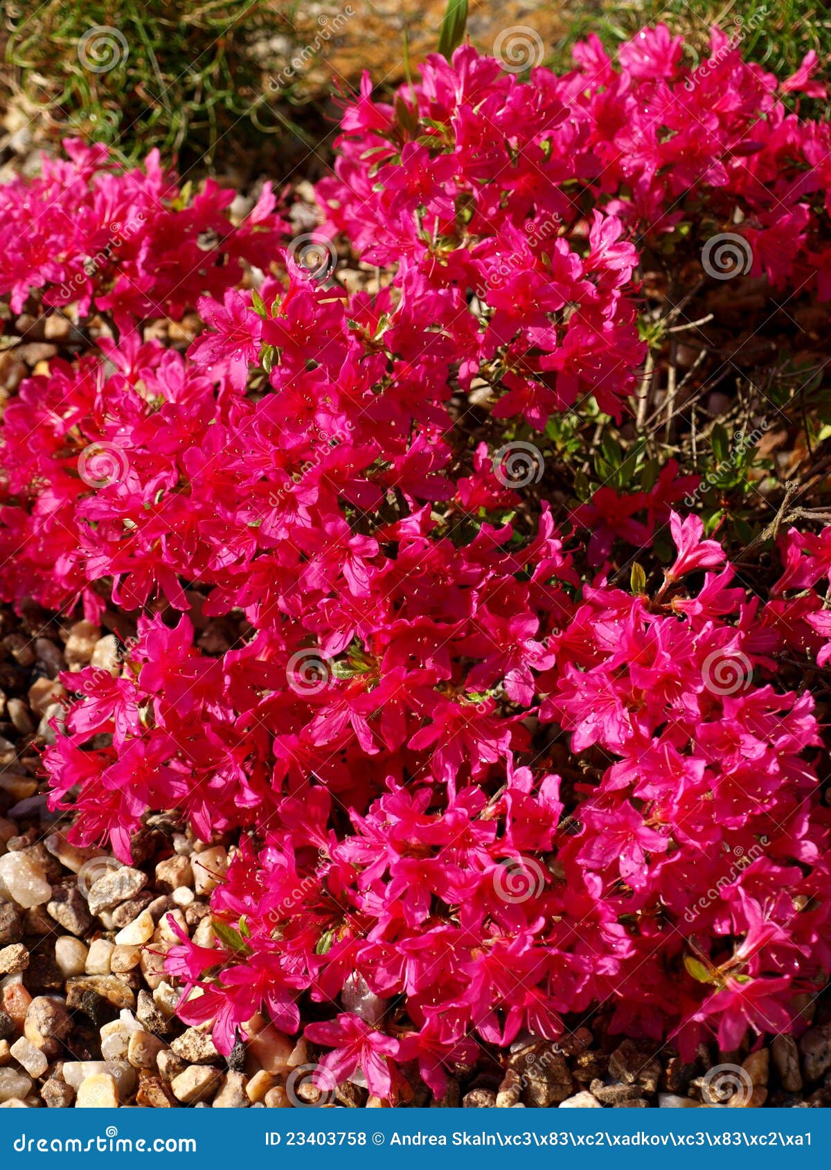 Japanese Azalea Of Plateau Stock Photography | CartoonDealer.com #31892012