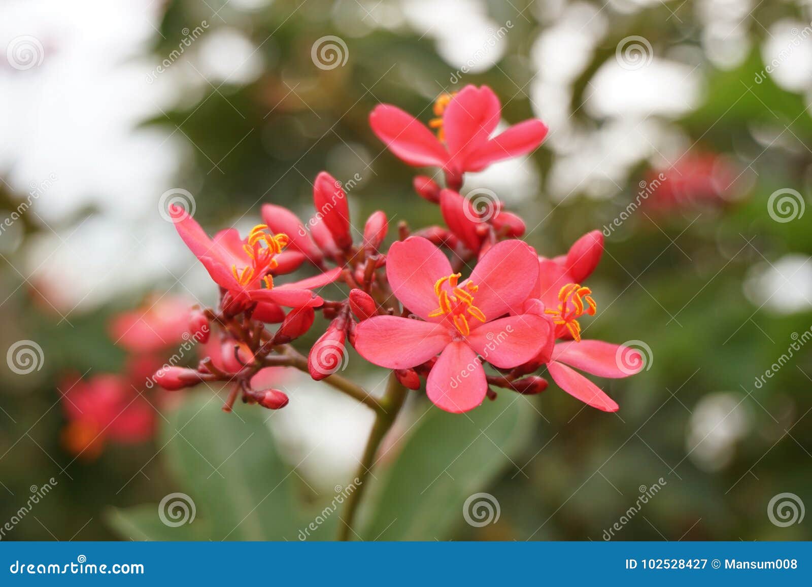 Pink Jatropha Integerrima Flower Stock Image - Image of peregrina ...