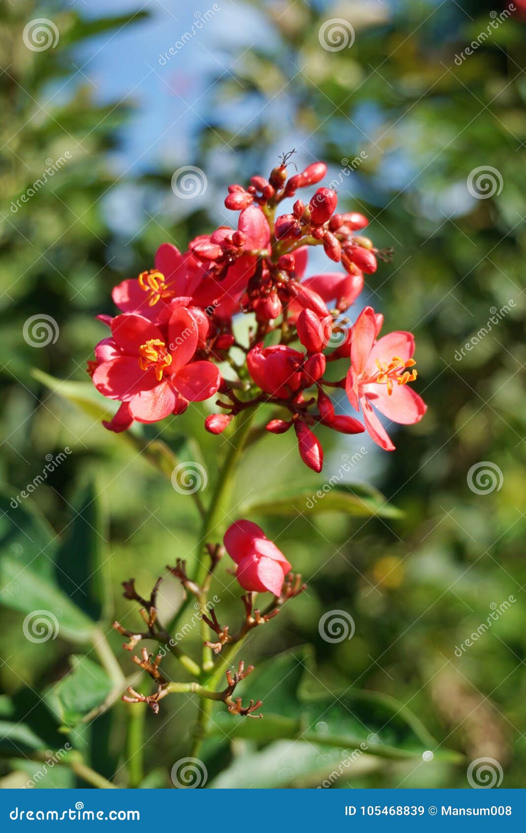 Pink Jatropha Integerrima Flower Stock Image - Image of plant ...