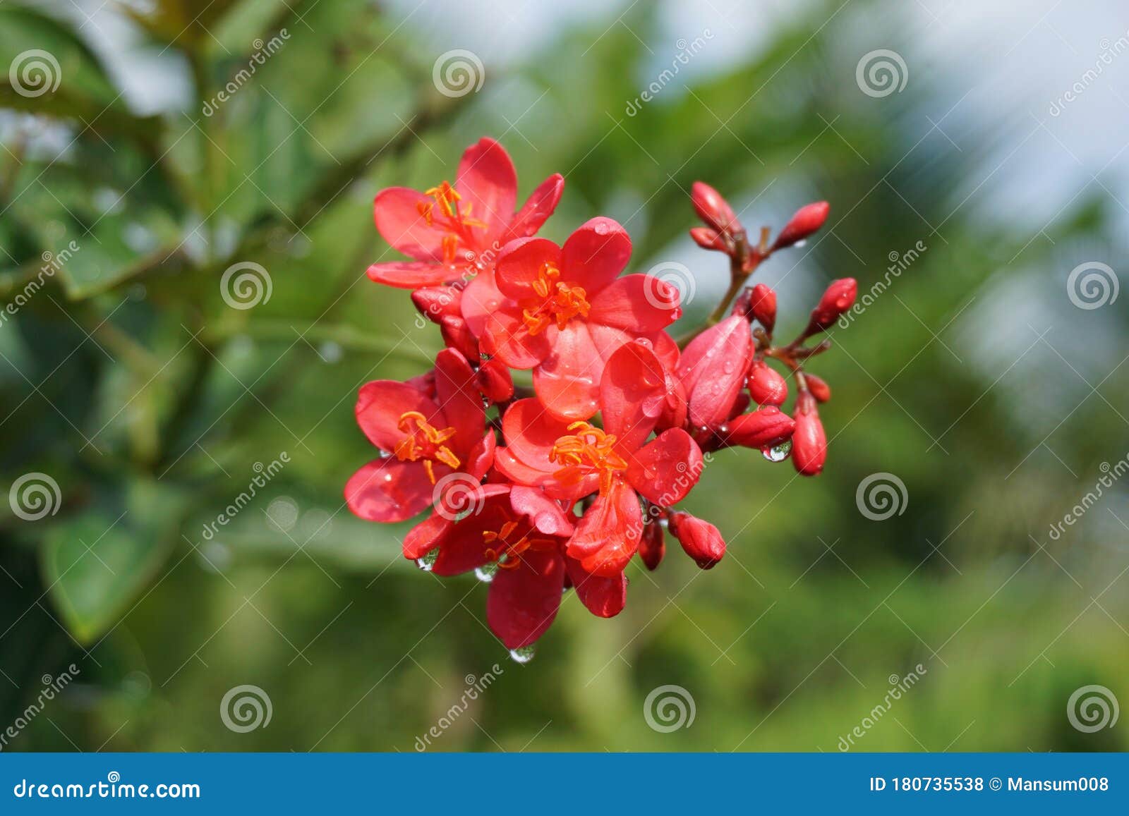 Jatropha Integerrima Flower in Nature Garden Stock Photo - Image of ...
