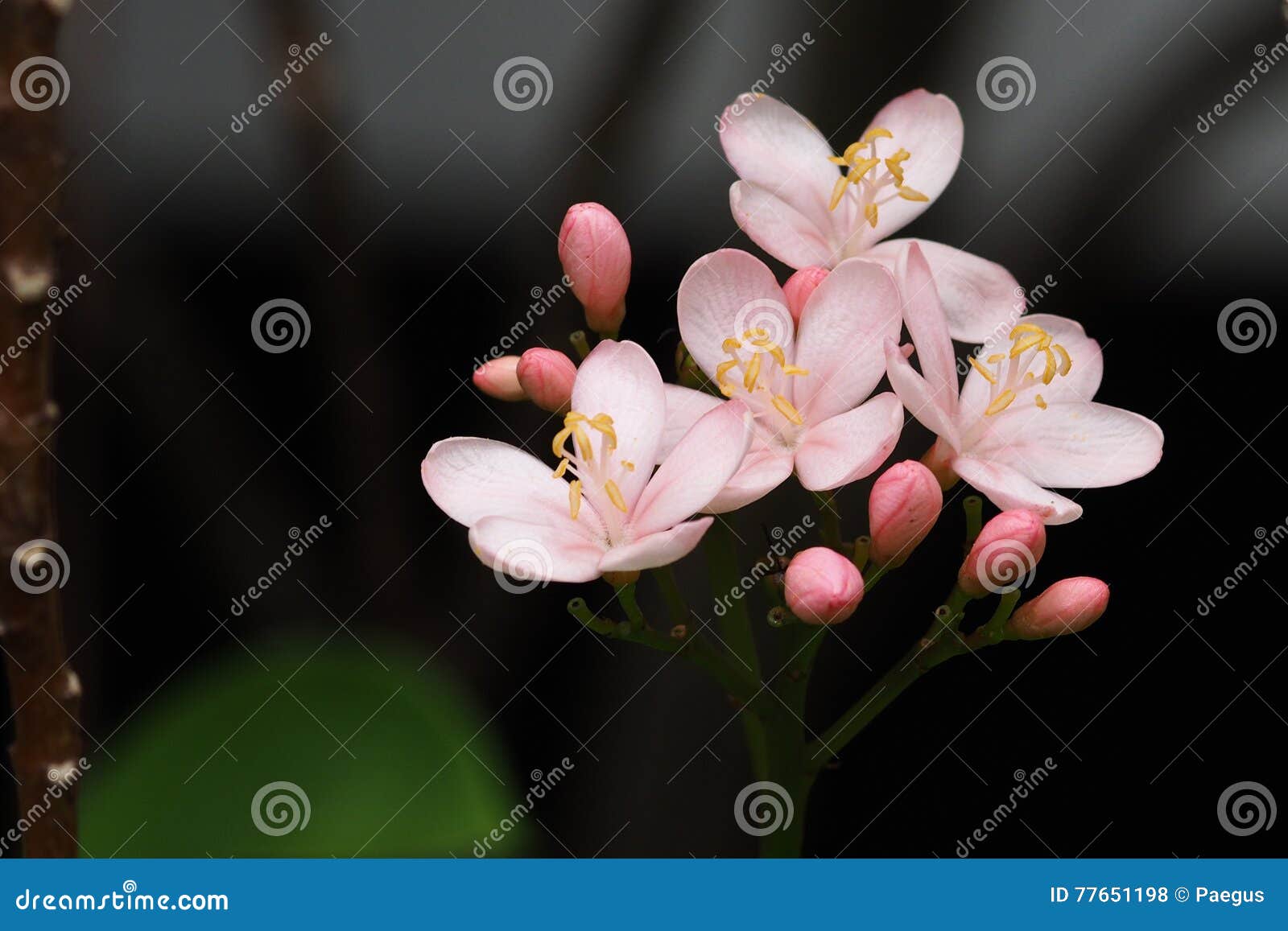 Pink Jatropha Integerrima Flower Stock Photo - Image of integerrima ...