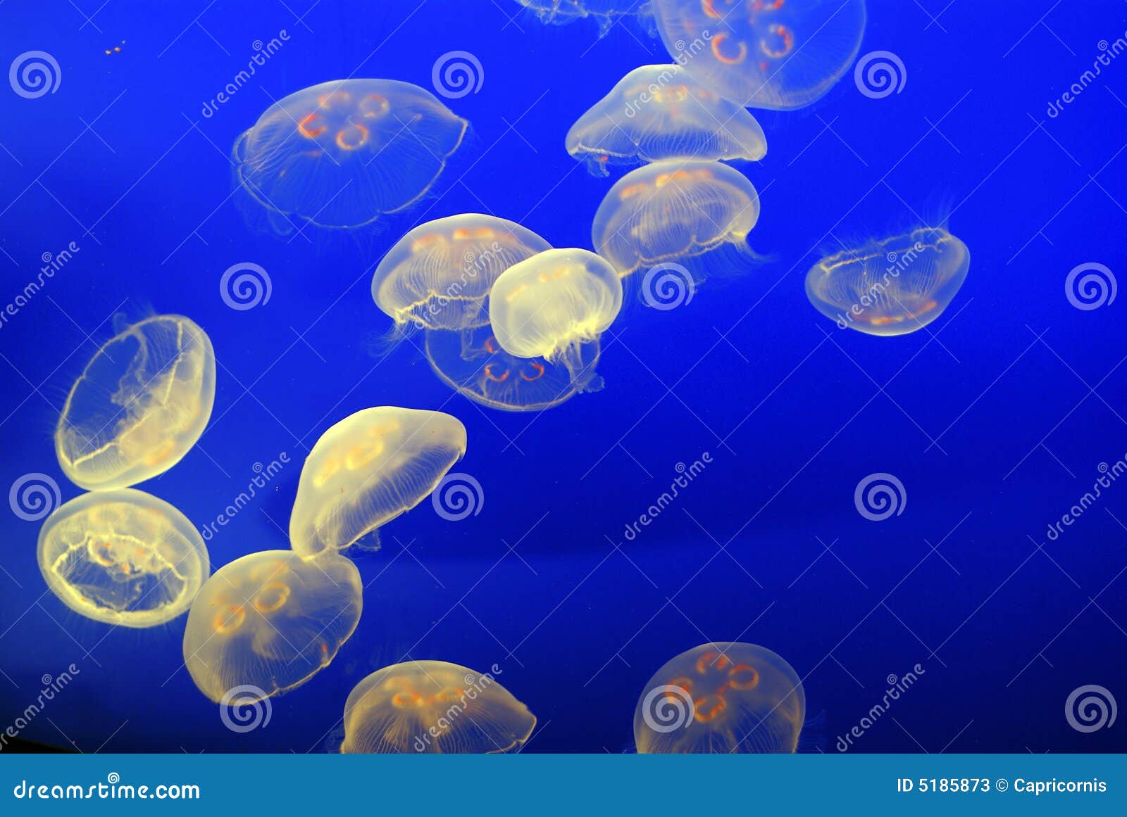 Pink Jelly Fish Floating in Aquarium Stock Image - Image of glide ...