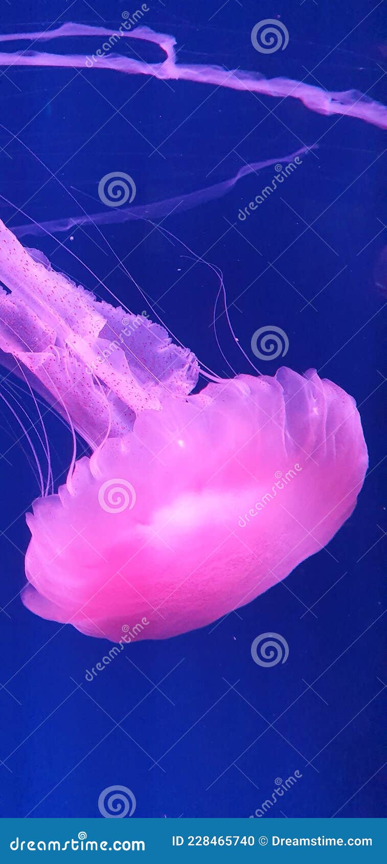 Pink jellyfish aquarium stock photo. Image of aquarium - 228465740