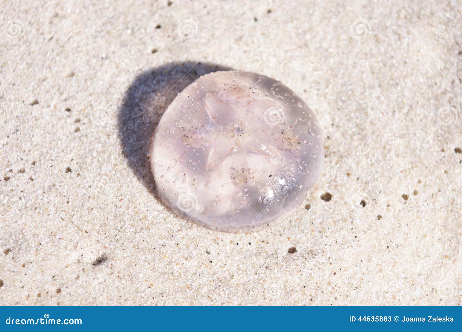 Pink jellyfish on a sand stock image. Image of thrown - 44635883