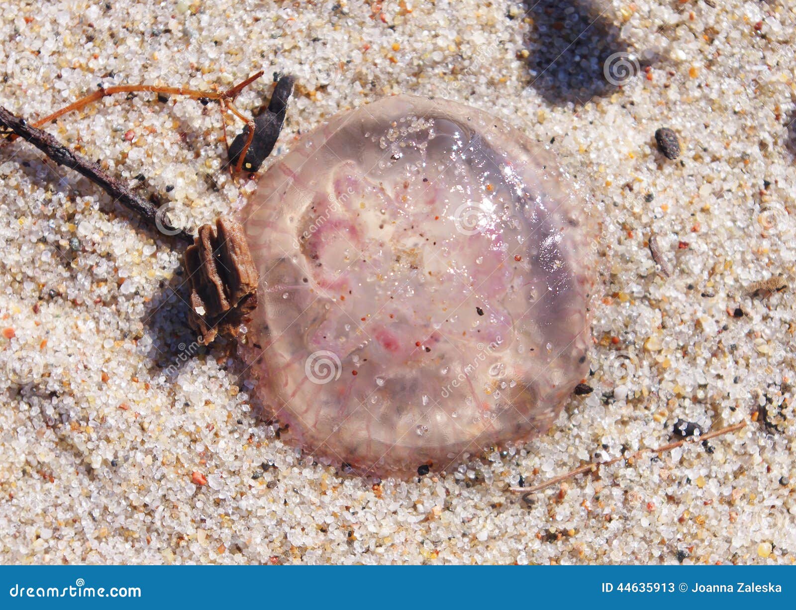 Pink jellyfish on a sand stock image. Image of fauna - 44635913