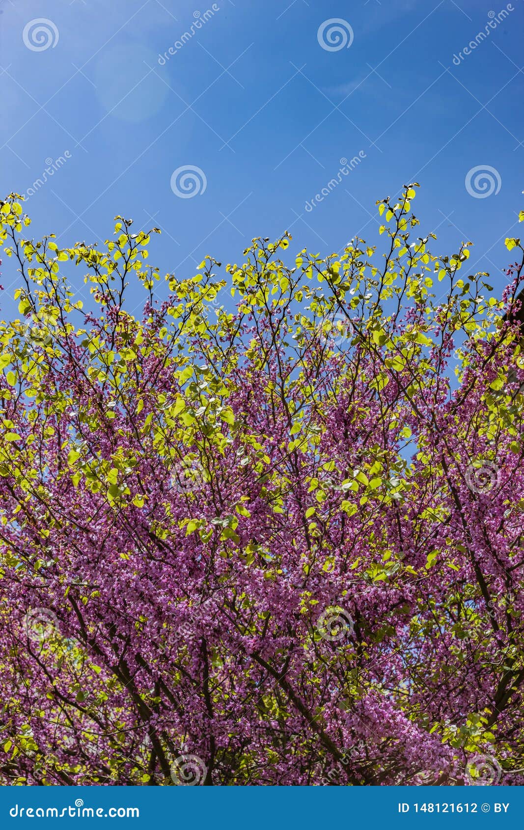 Pink Judas tree stock photo. Image of space, park, cercis - 148121612