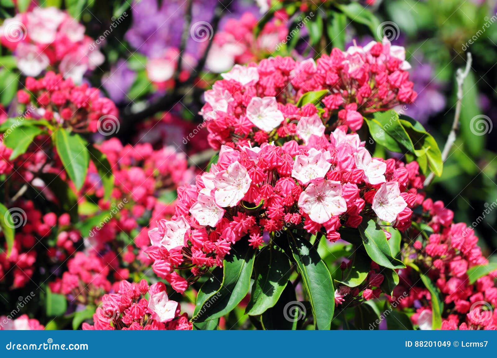 Pink Kalmia Bush Flower in Blossom. Stock Image - Image of bush, travel ...