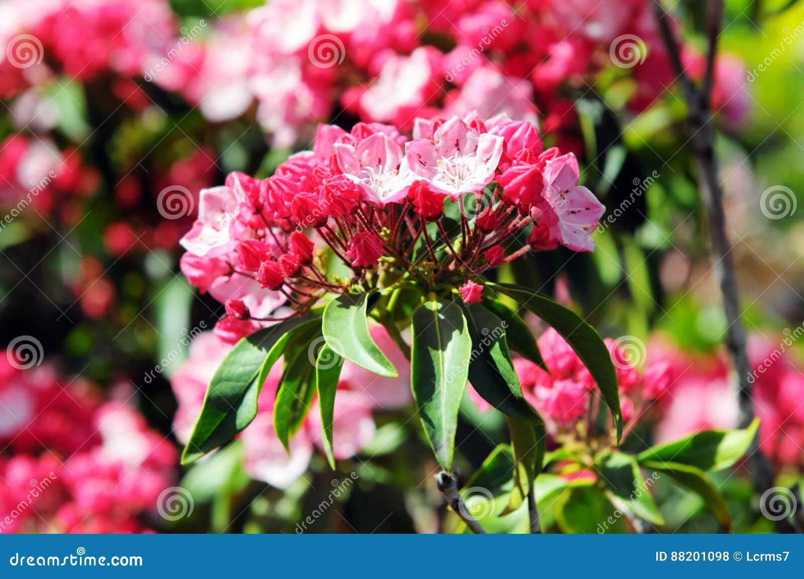 Pink Kalmia Bush Flower in Blossom. Stock Photo - Image of american ...