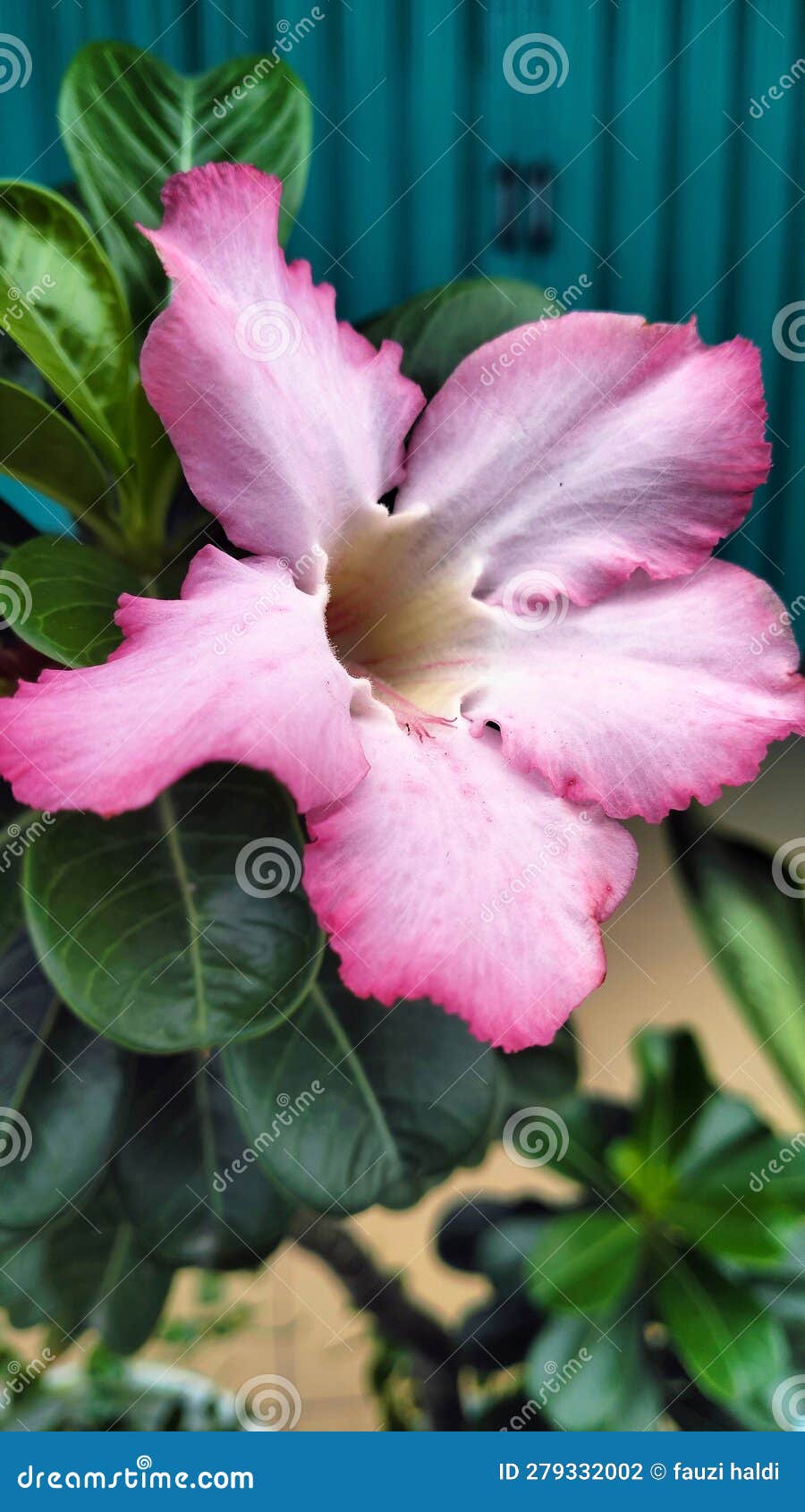 Pink Kamboja flower stock photo. Image of plant, garden - 279332002