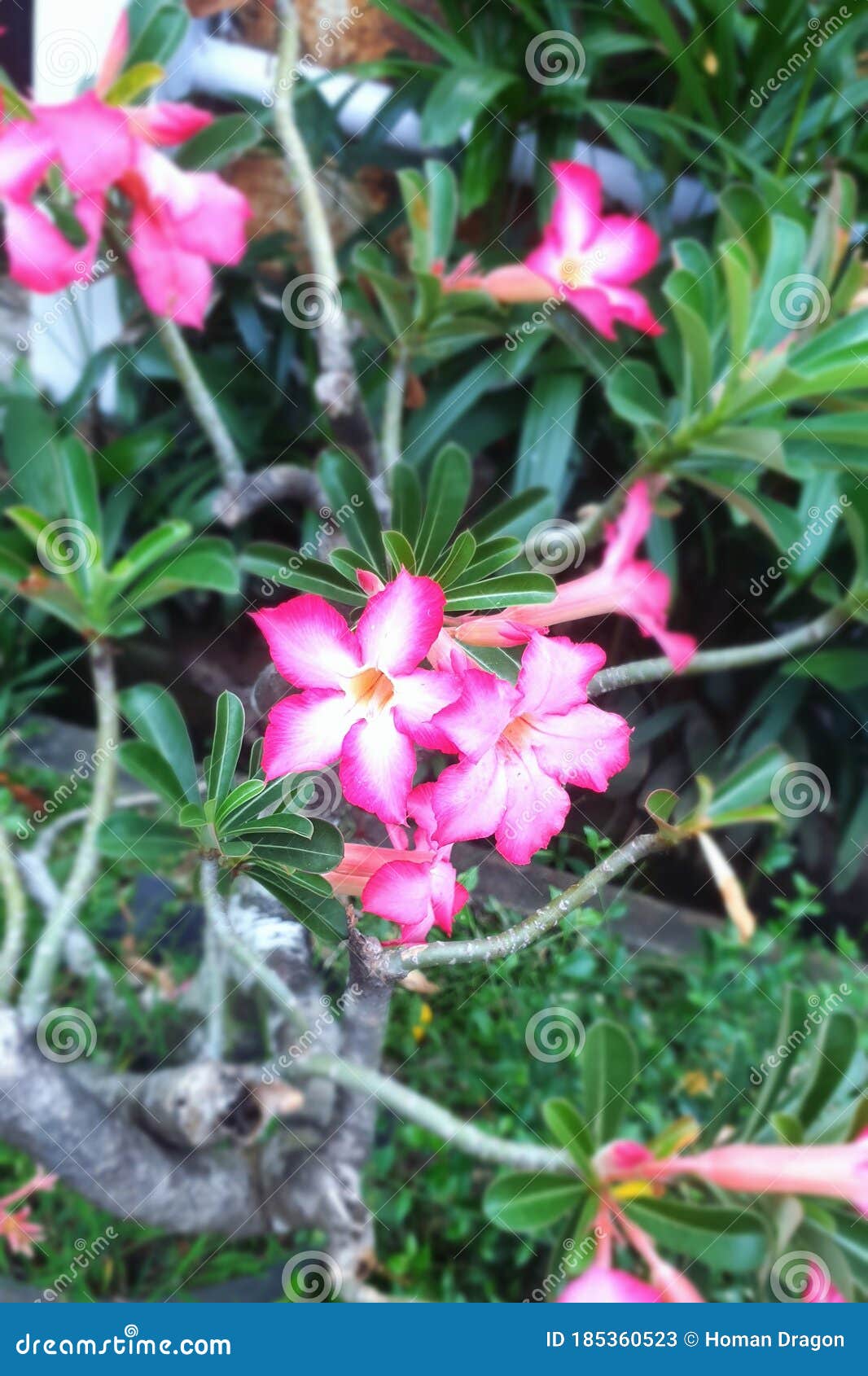 Pink Kamboja Flowers stock image. Image of park, flowers - 185360523