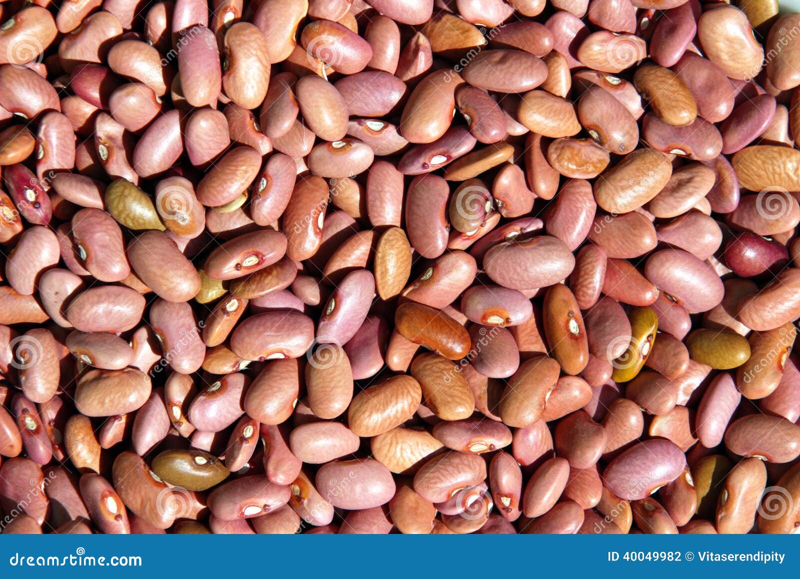 Pink kidney beans stock photo. Image of close, beans - 40049982