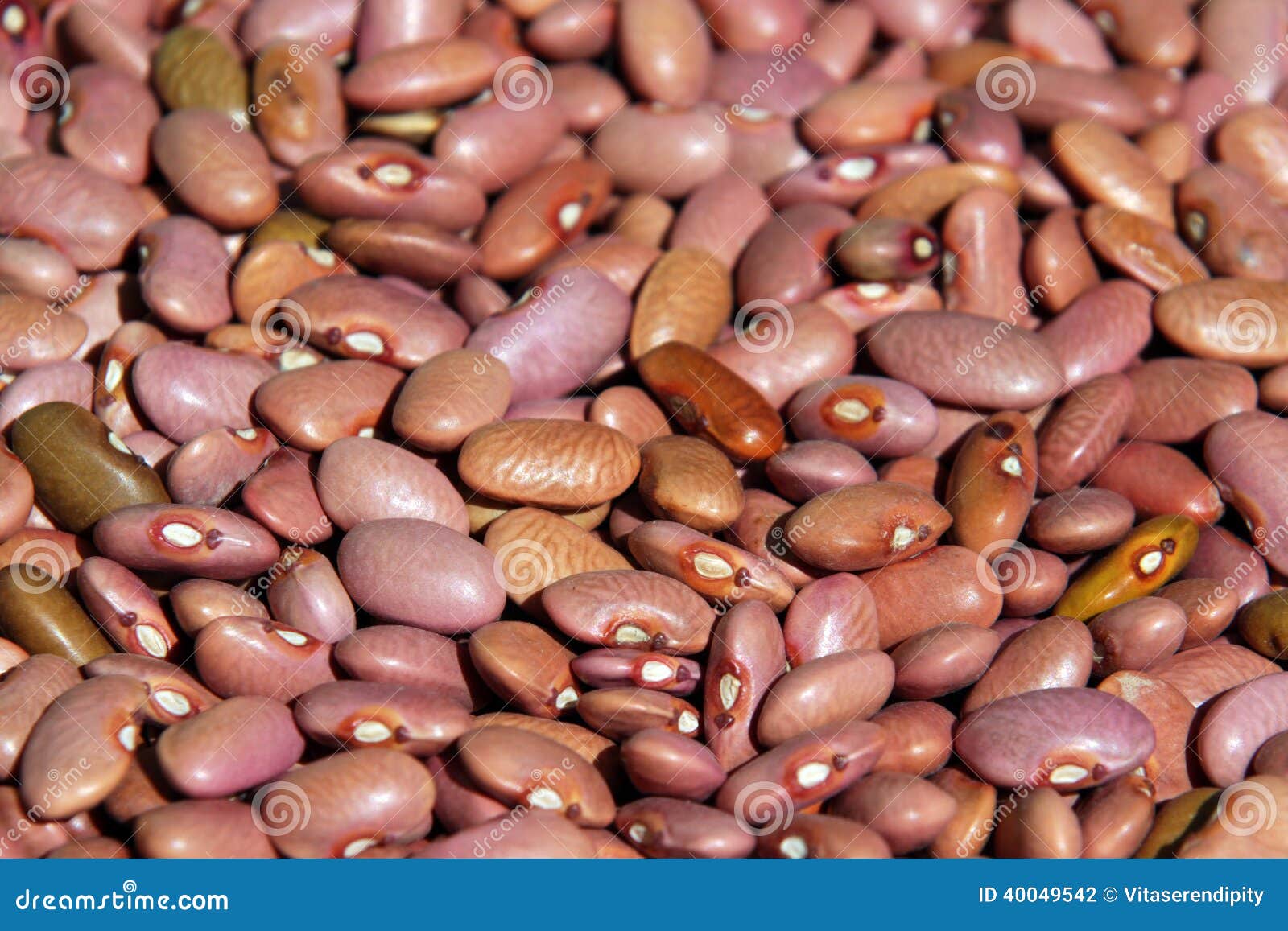 Pink kidney beans stock photo. Image of plant, grocery - 40049542