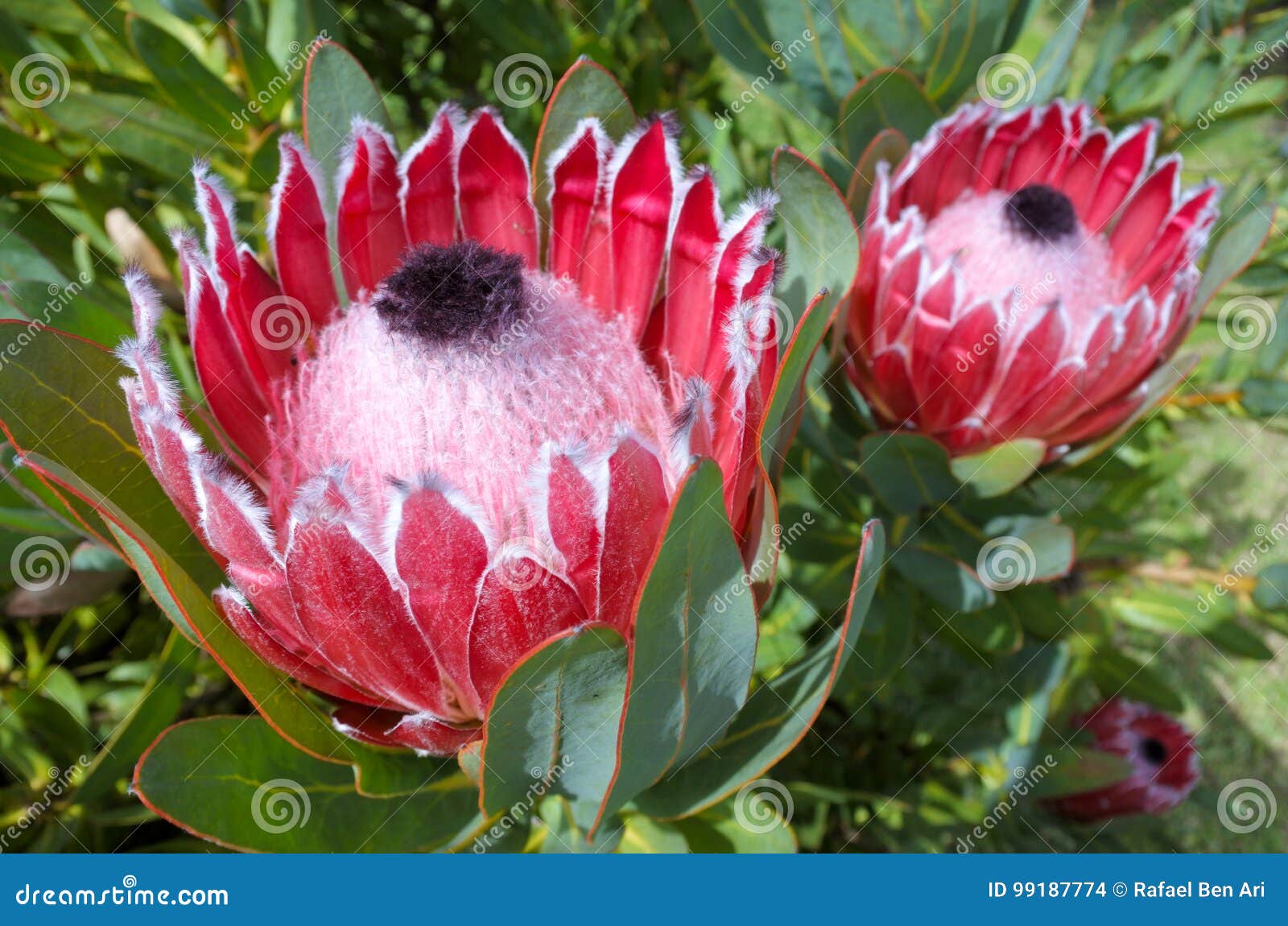 Pink king protea plant stock photo. Image of honeypot - 99187774