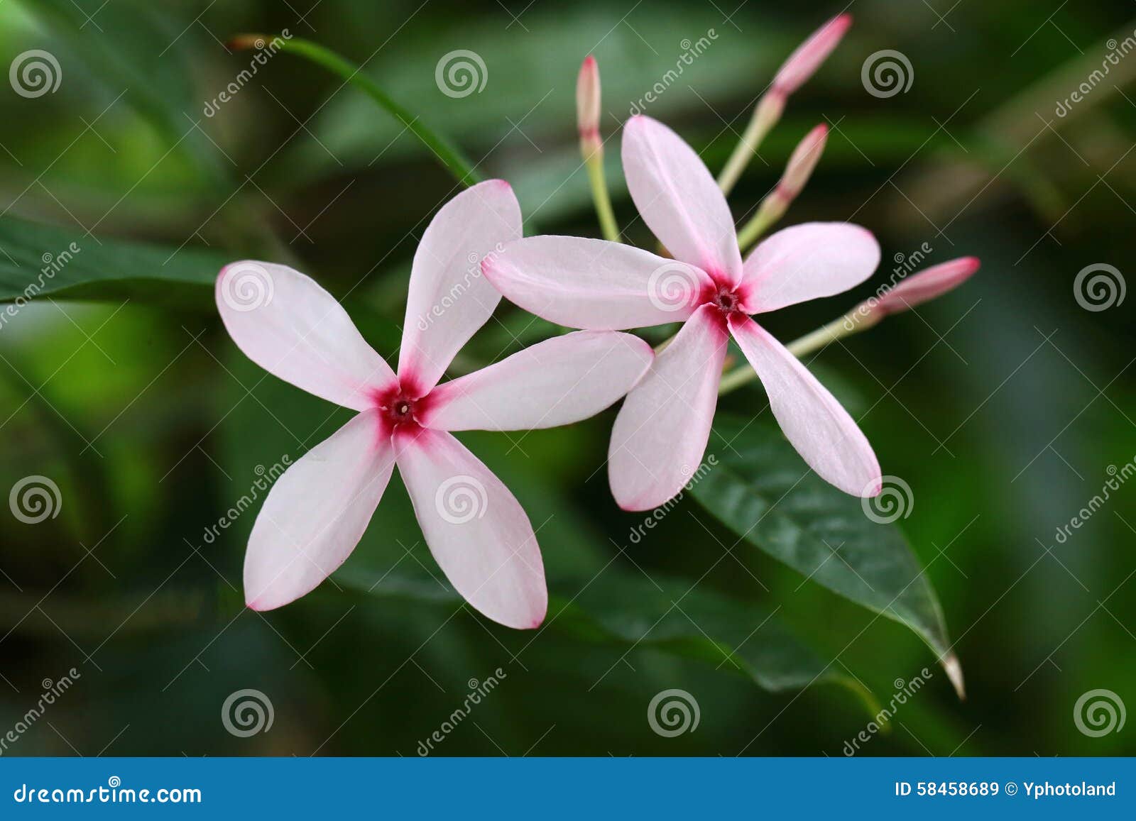 Pink Kopsia Flower stock image. Image of leaf, blackground - 58458689