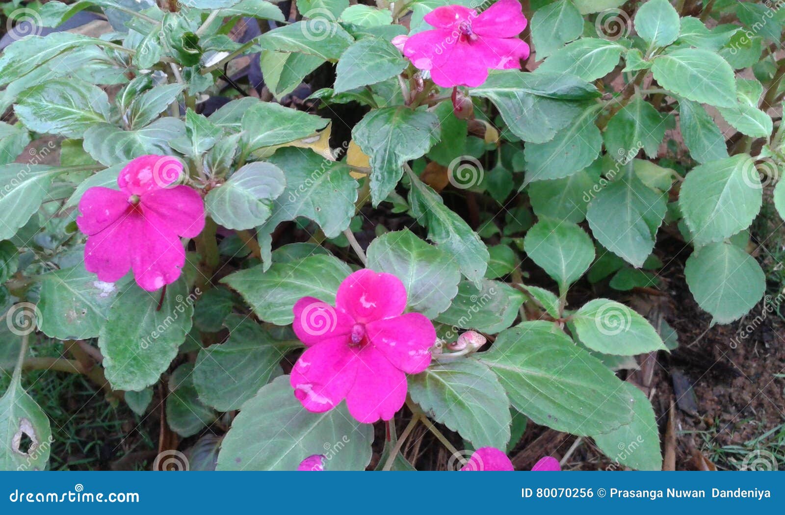 Kudalupot Stock Photos - Free & Royalty-Free Stock Photos from Dreamstime