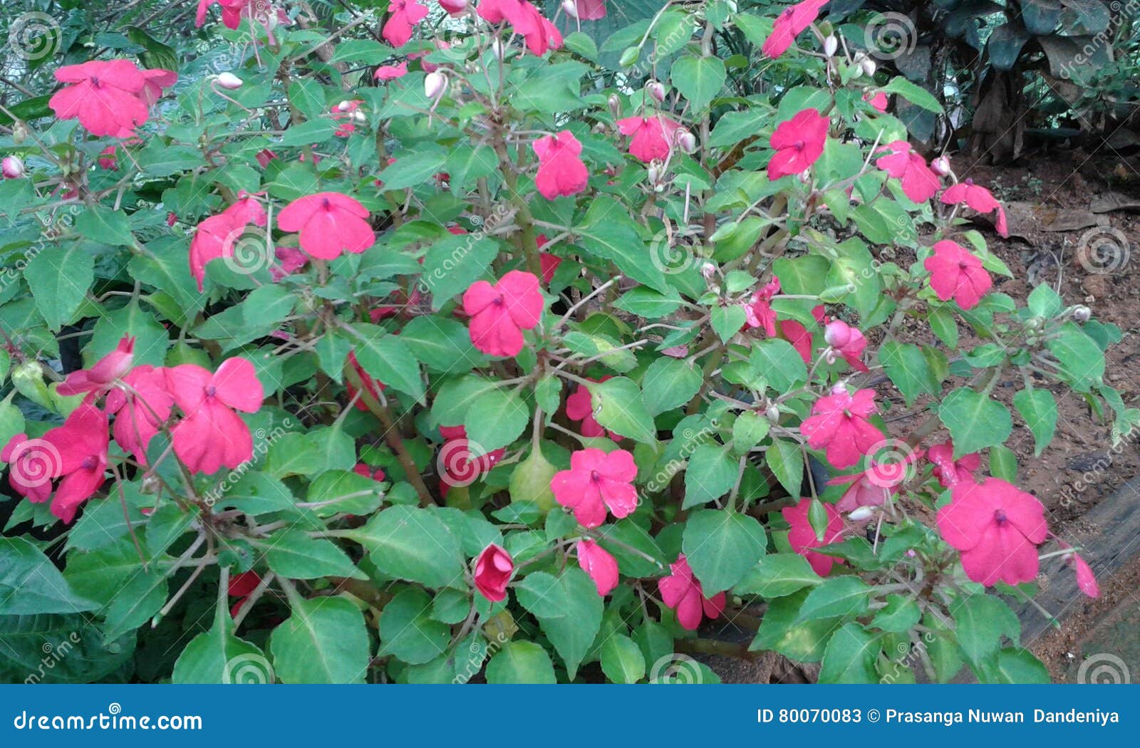 Pink kudalu stock image. Image of kudalu, flowers, pink - 80070083