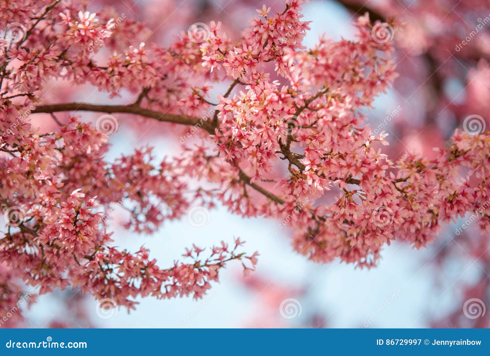 Pink Kwanzan Cherry Tree in Fool Bloom Stock Image - Image of home ...
