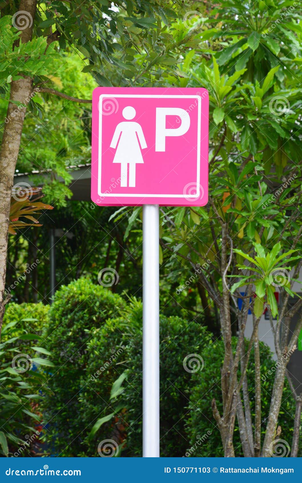 Pink Ladies Parking Sign Mark on Nature Background Stock Image - Image ...