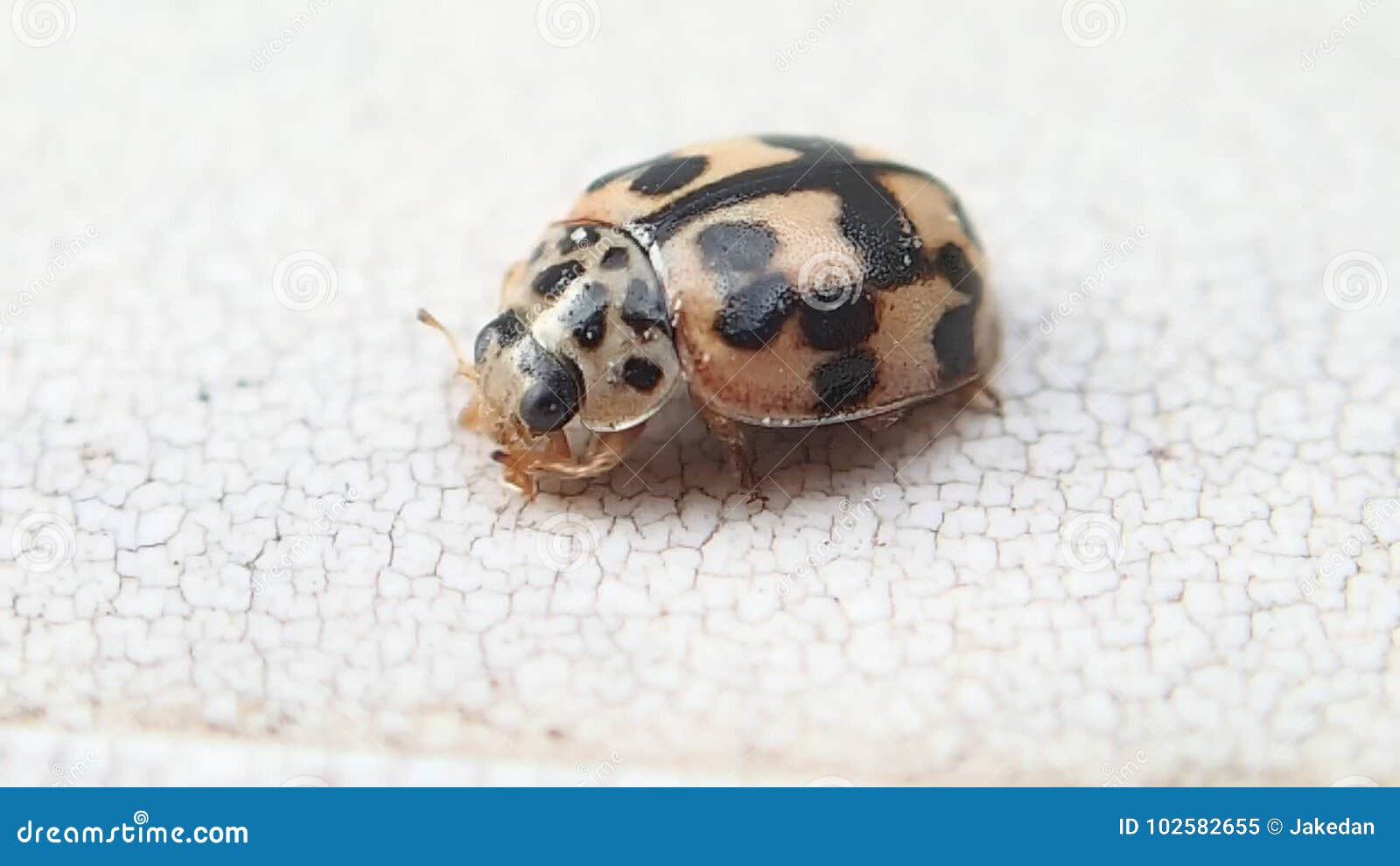 Pink Ladybug Getting Cleaner on Its Legs Stock Video - Video of ...