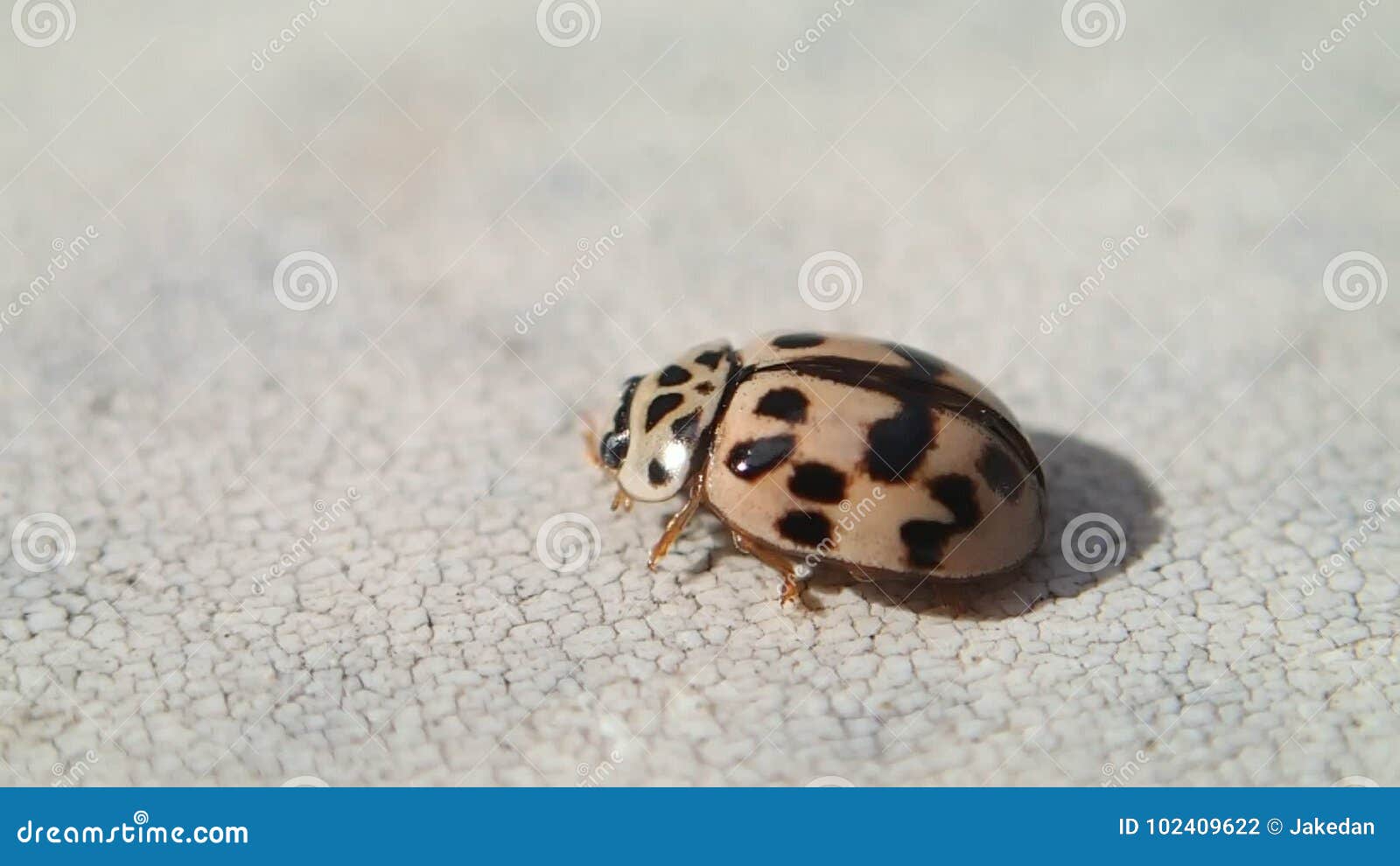 Pink ladybug stock footage. Video of antennas, nature - 102409622