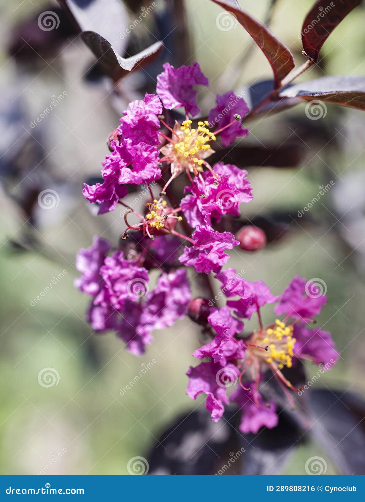 Pink Lagerstroemia with Purple Leaf Stock Photo - Image of myrtle ...