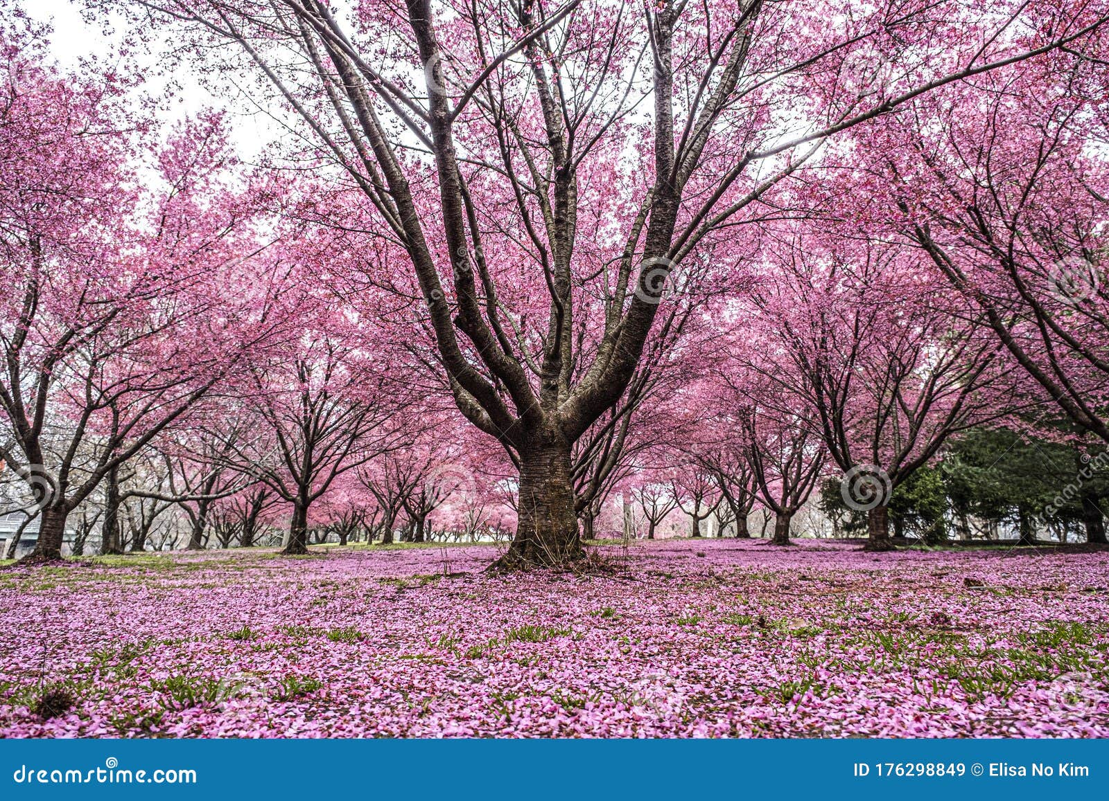 Pink Land during the Spring Stock Image - Image of weather, allergy ...