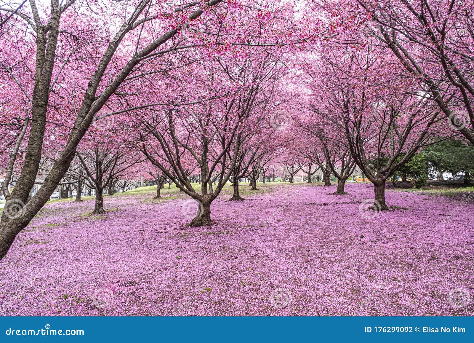 Pink Land during the Spring Stock Photo - Image of season, pollen ...