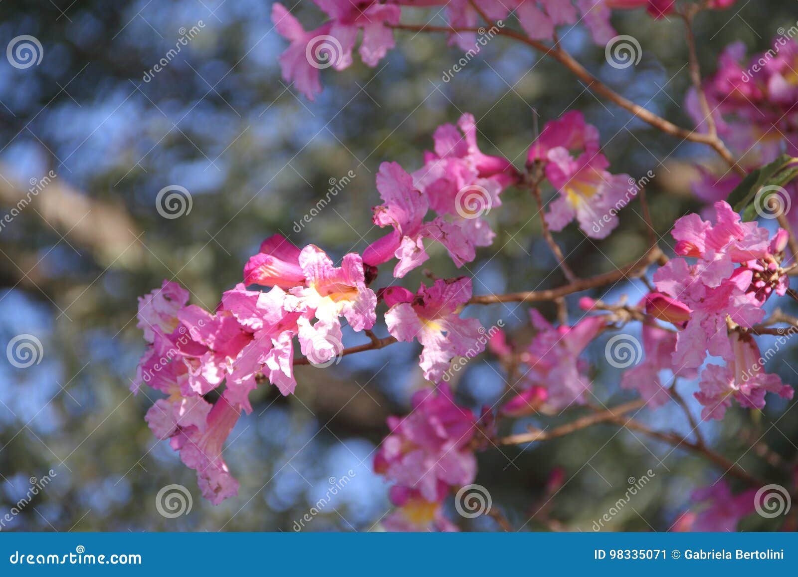 Pink Lapacho Tree Royalty-Free Stock Photography | CartoonDealer.com ...