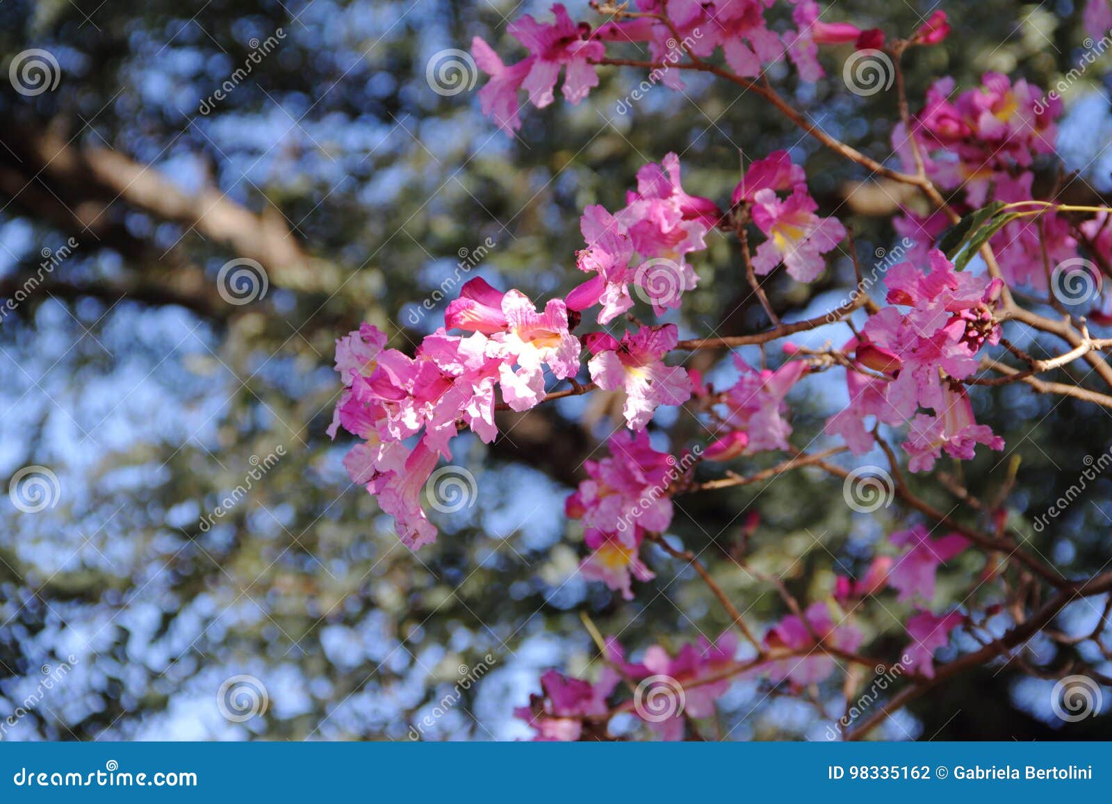 Pink Lapacho Tree Royalty-Free Stock Photography | CartoonDealer.com ...