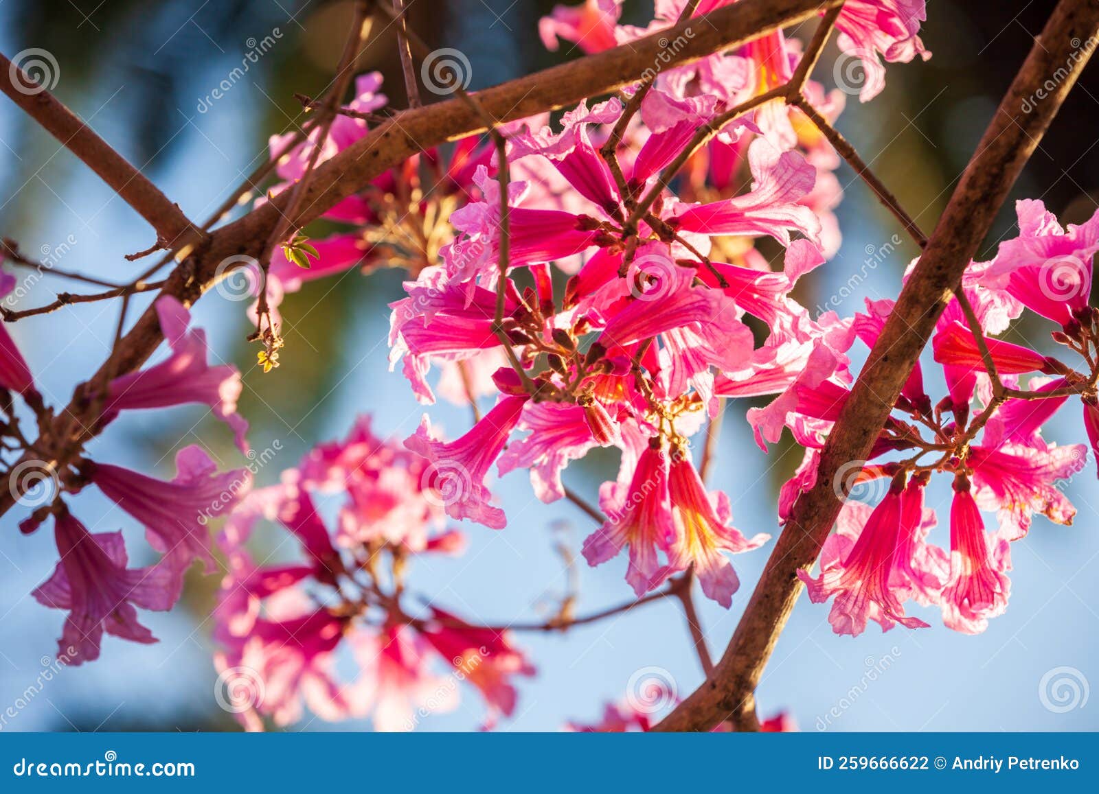 Pink Lapacho or Ipe Trees Under a Blue Sky Stock Photo - Image of blue ...
