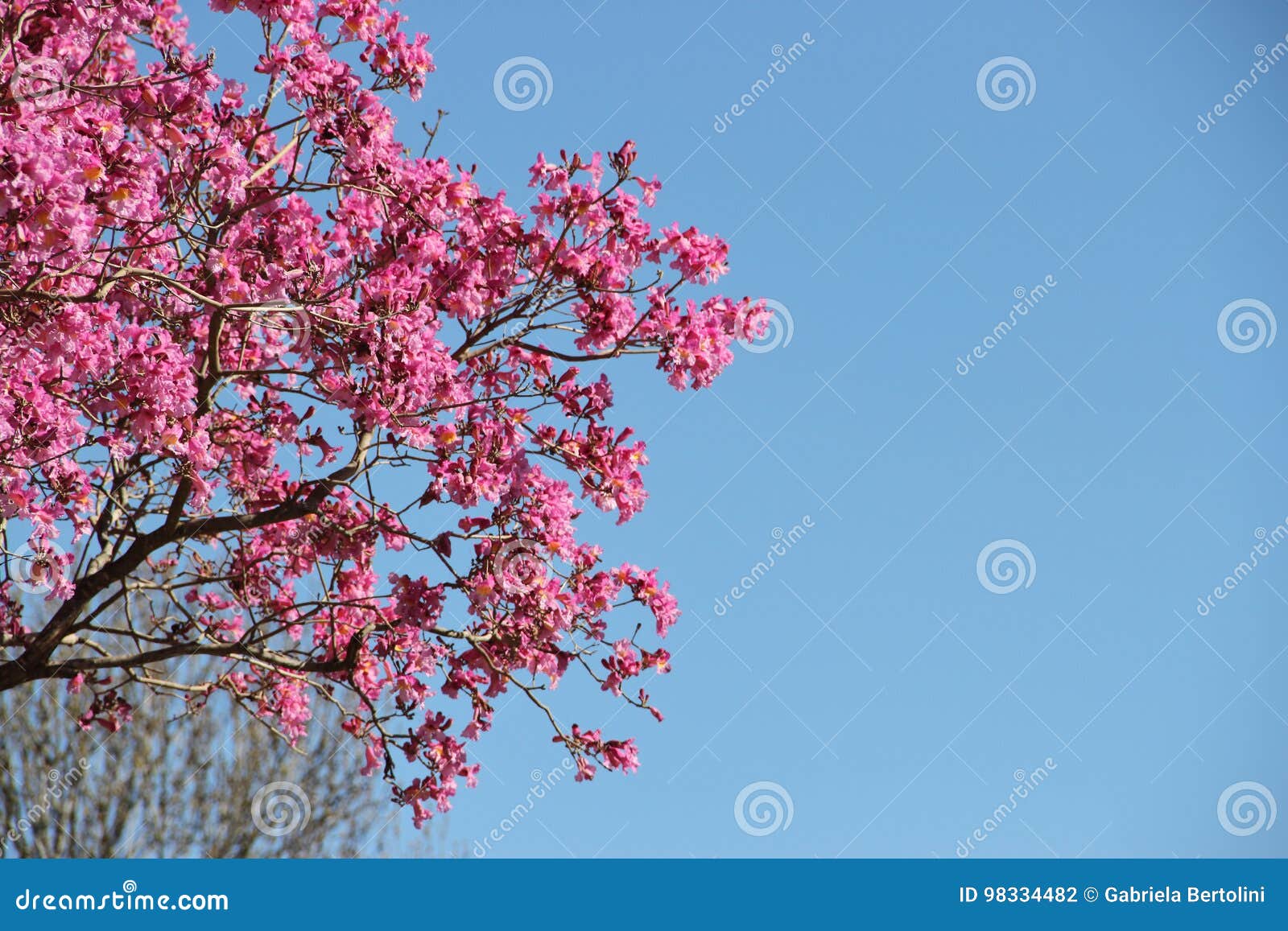 Pink Lapacho Tree Royalty-Free Stock Photography | CartoonDealer.com ...