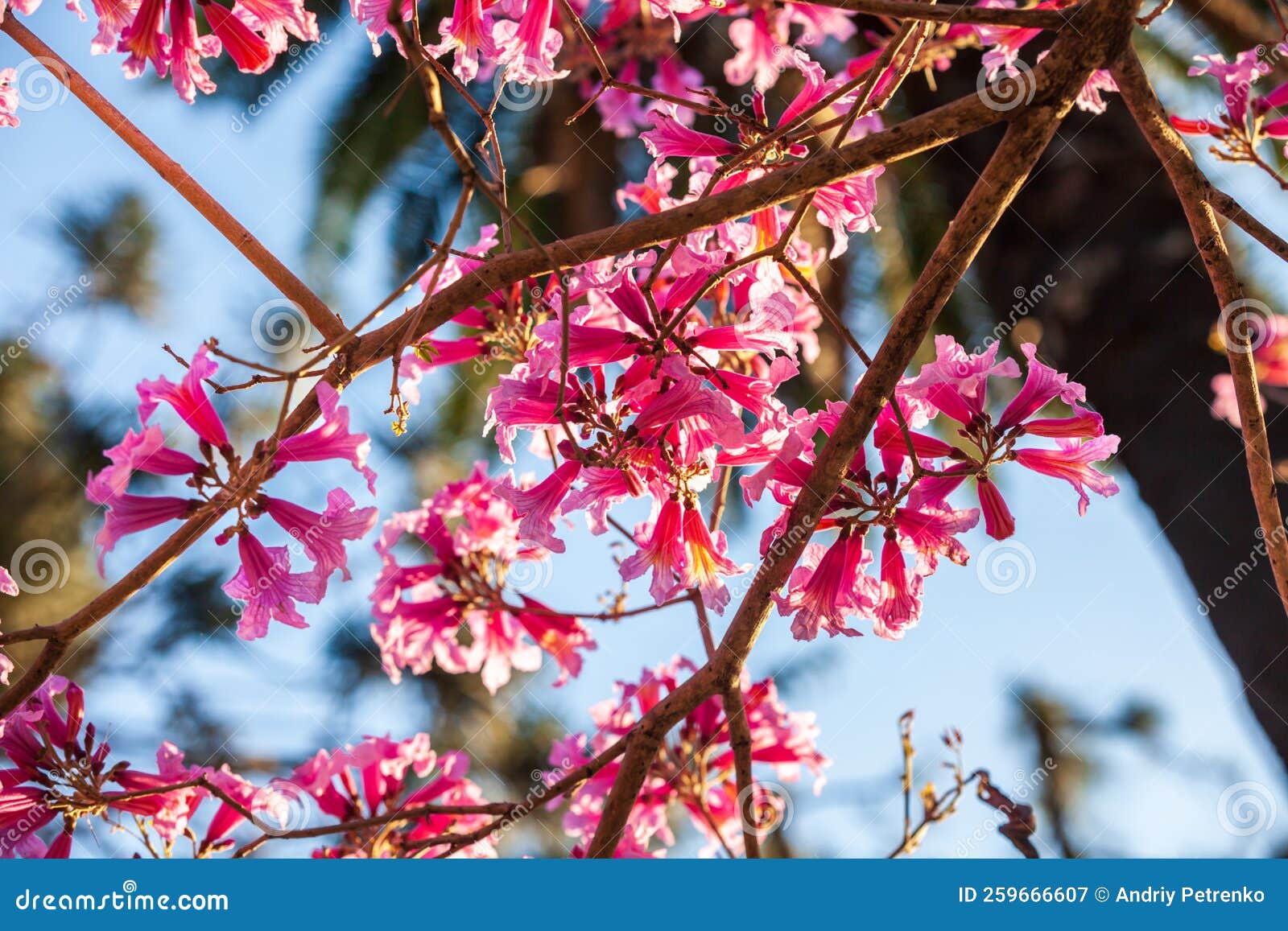 Pink Flovers Lapacho in Park Stock Image - Image of closeup, little ...