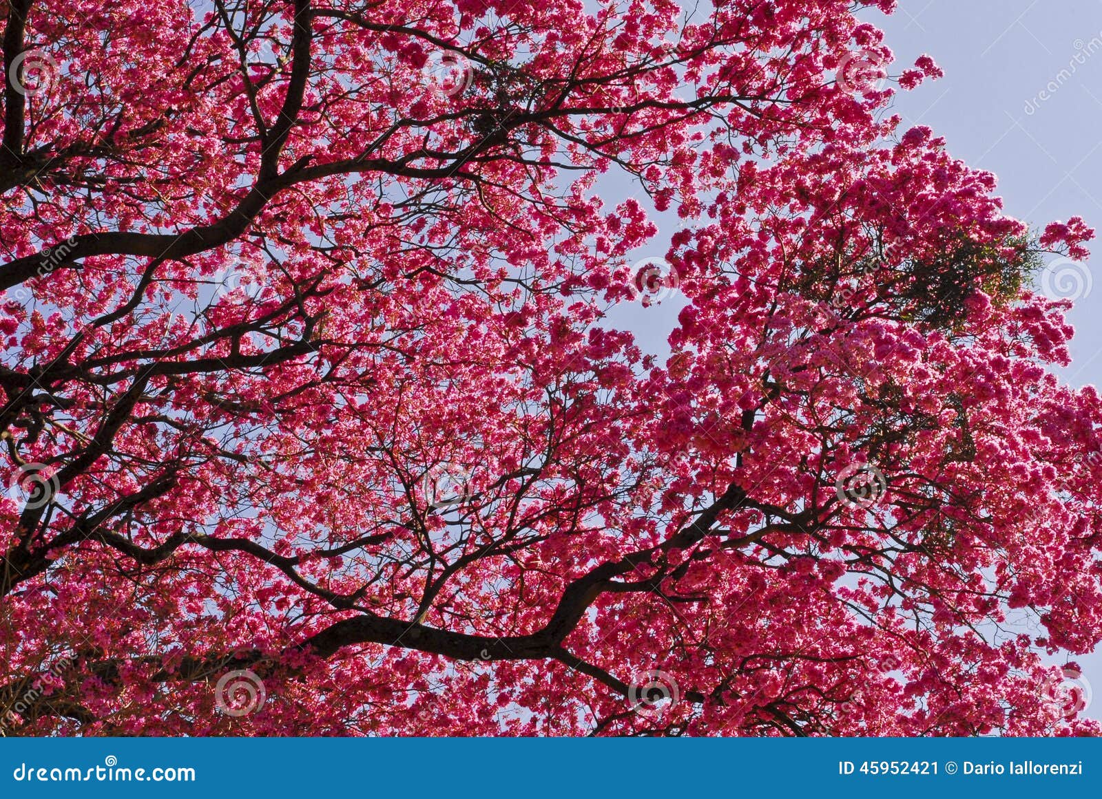 Pink Lapacho Tree Royalty-Free Stock Photography | CartoonDealer.com ...