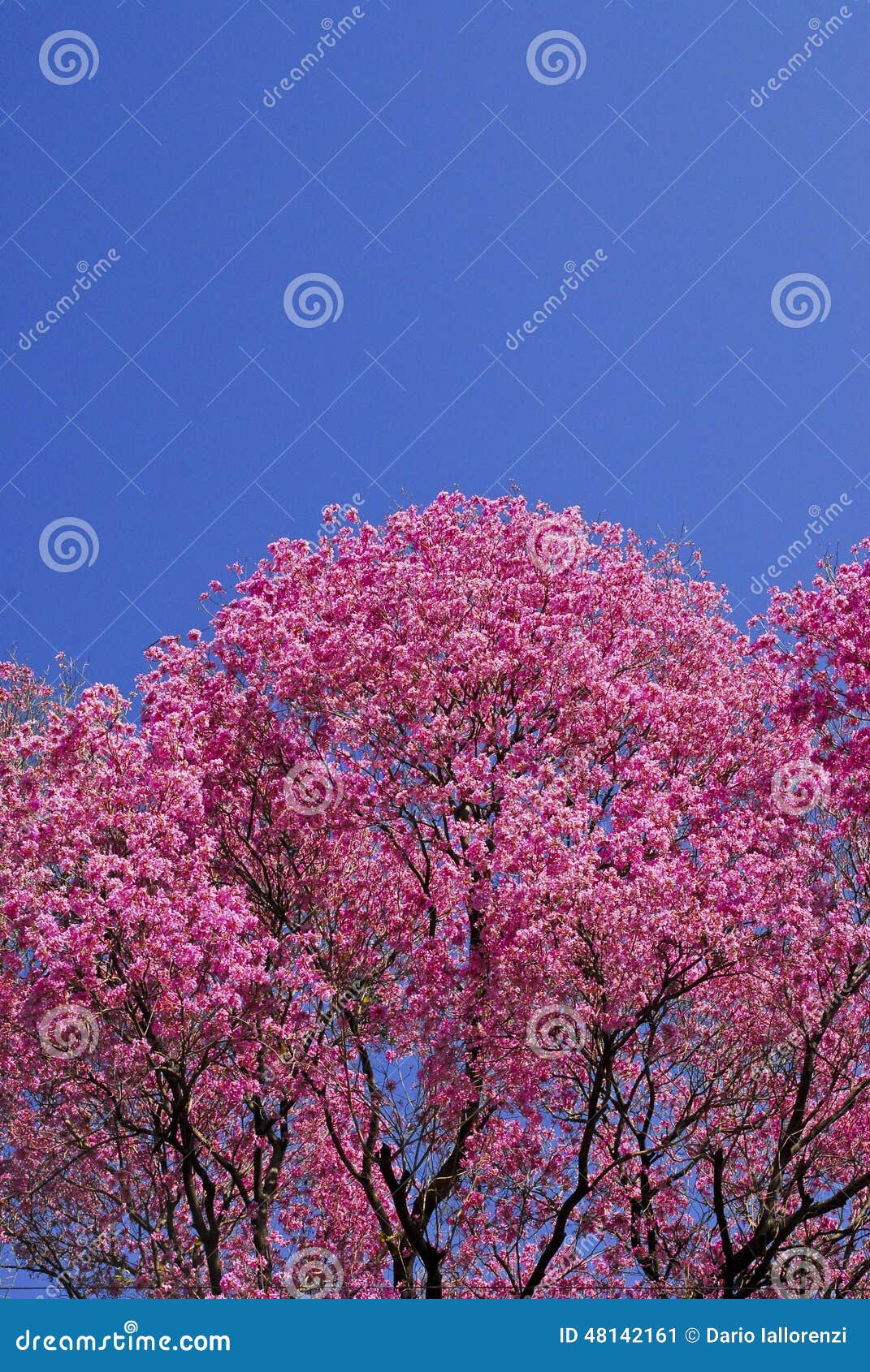 Pink Lapacho Tree Royalty-Free Stock Photography | CartoonDealer.com ...