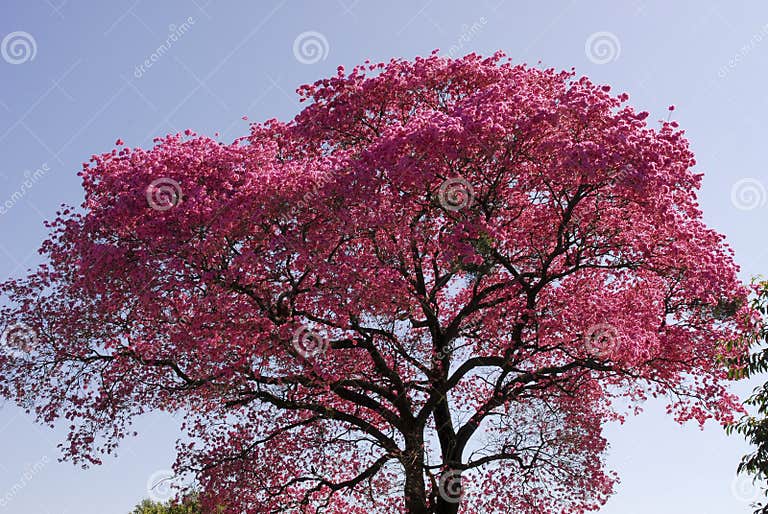 Pink Lapacho tree stock image. Image of bloom, native - 49888363