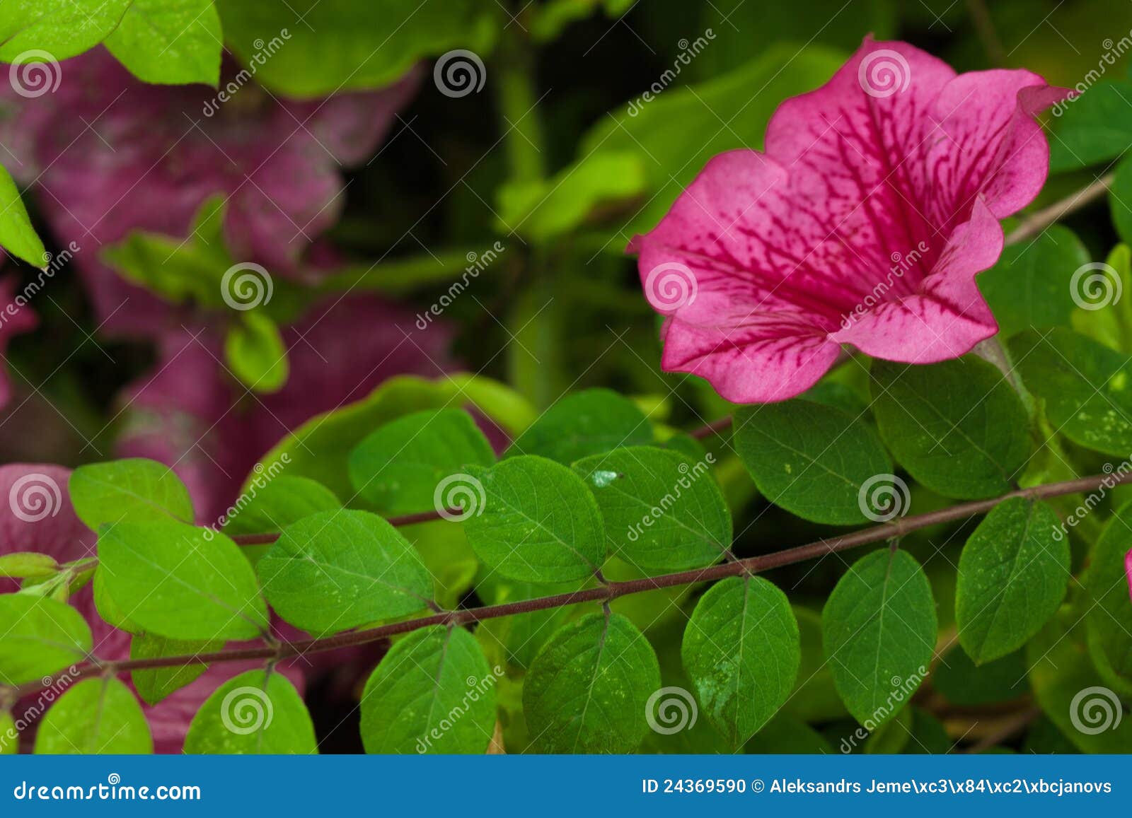 Pink Lavatera flower stock photo. Image of nature, botany - 24369590