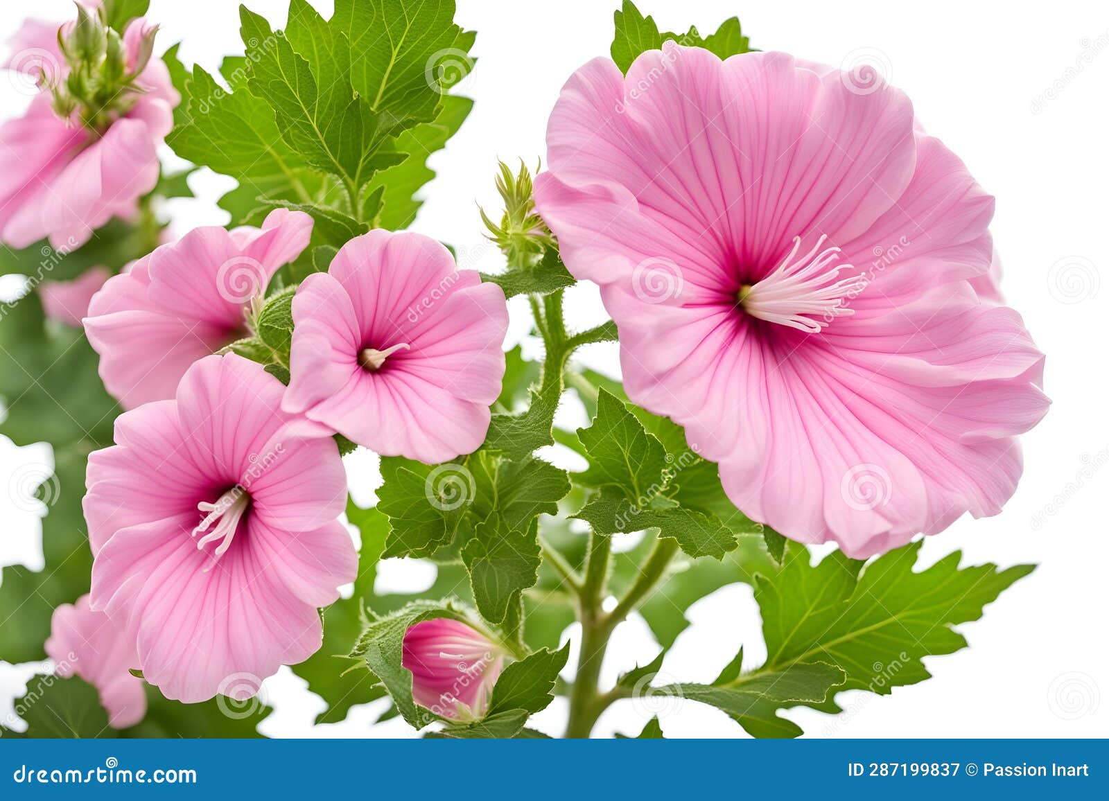 Pink Lavatera Flower. Close-up of a Pink Lavatera Flower on White ...
