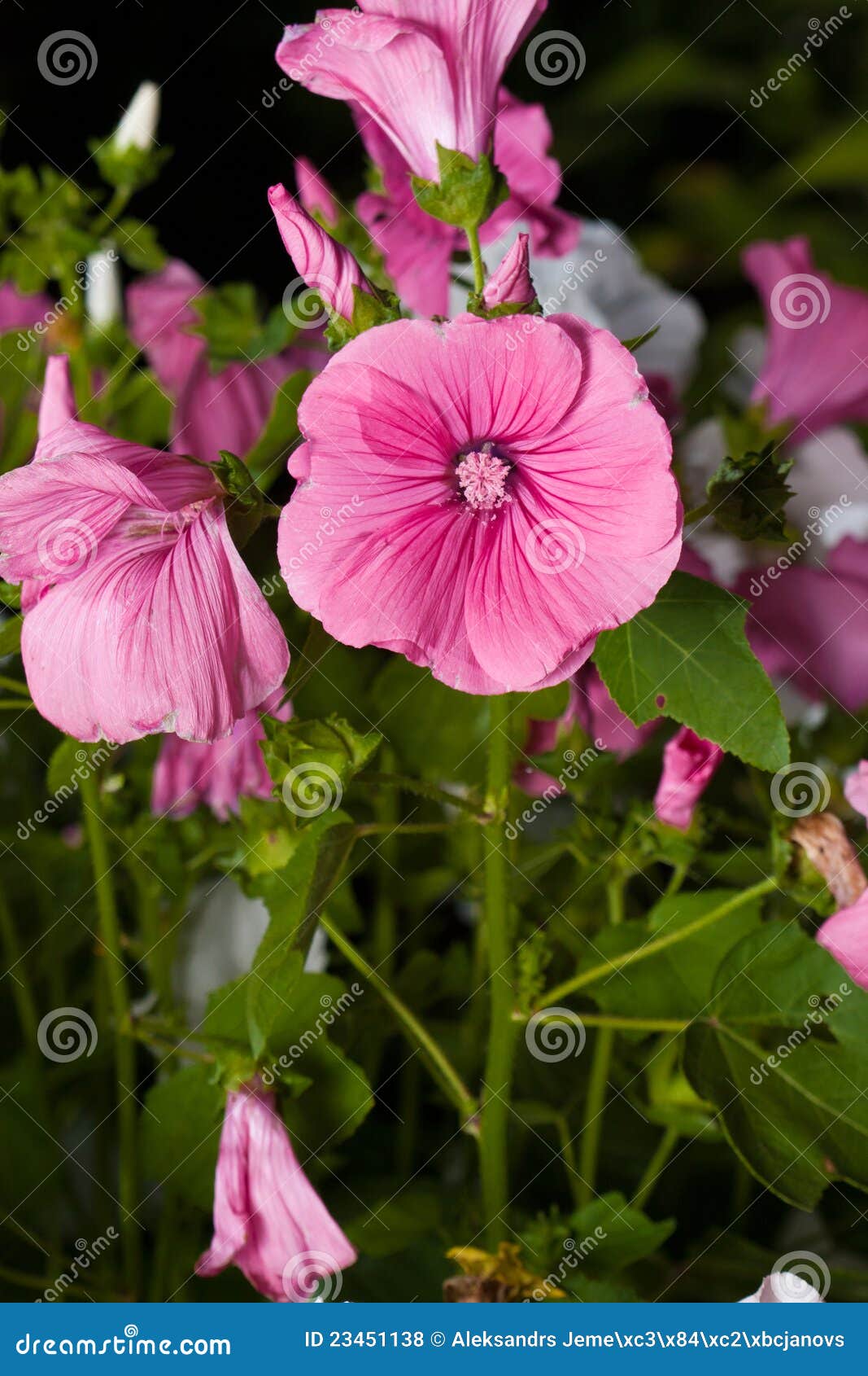 Pink Lavatera Flower in Green Stock Photo - Image of blossom, botany ...
