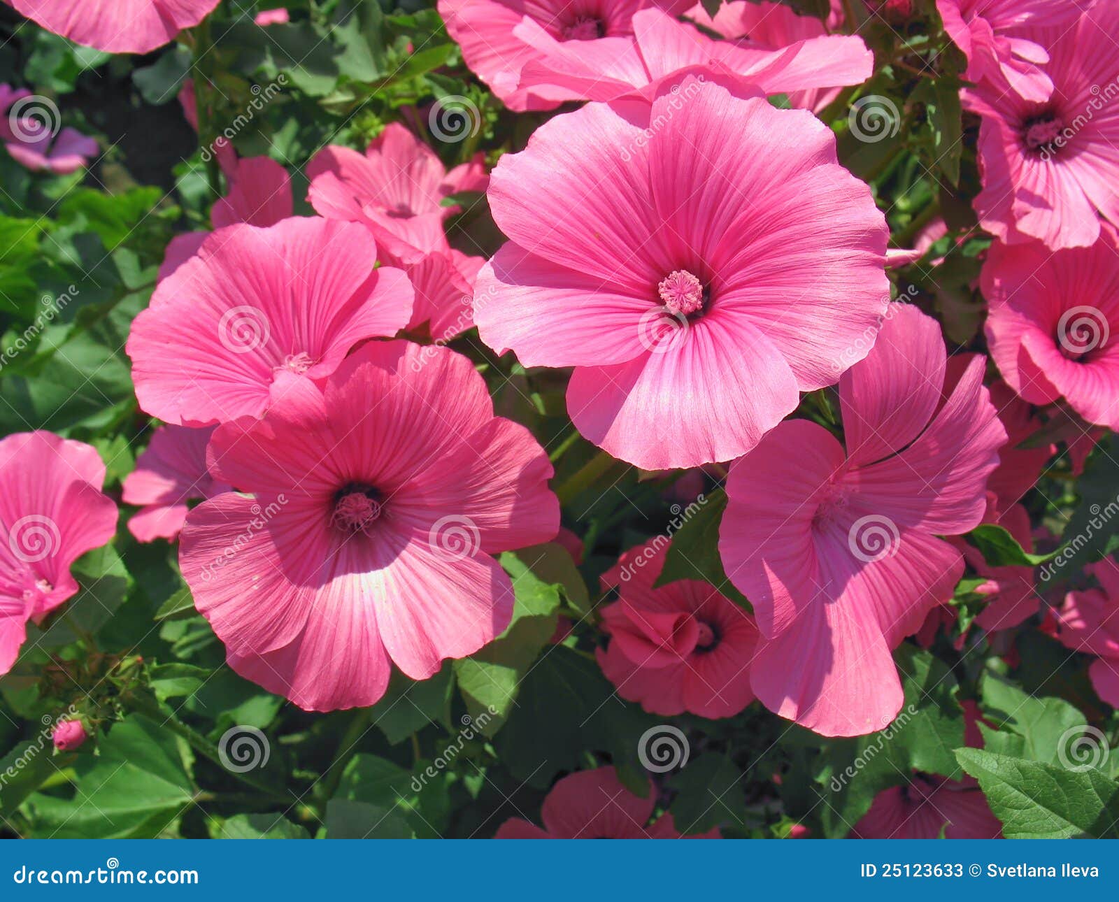 Pink lavatera flowers stock image. Image of macro, botanic - 25123633