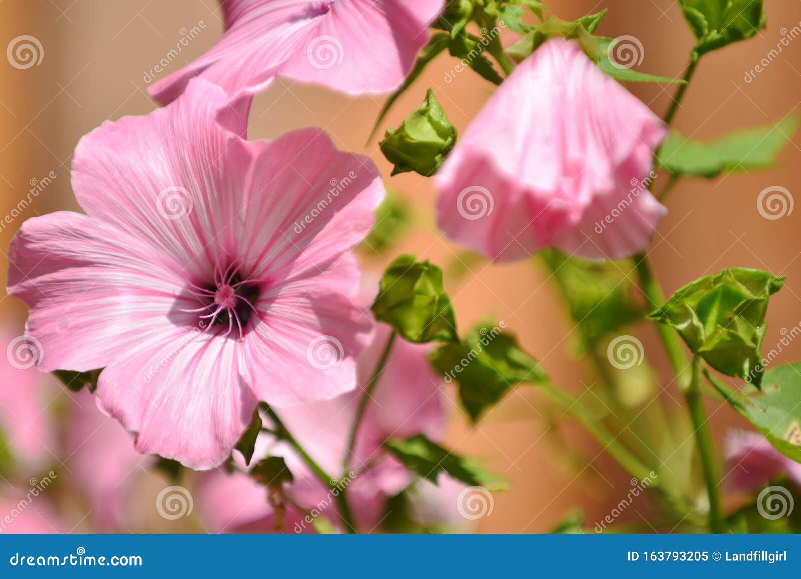 Pink Lavatera Flowers stock image. Image of flora, green - 163793205